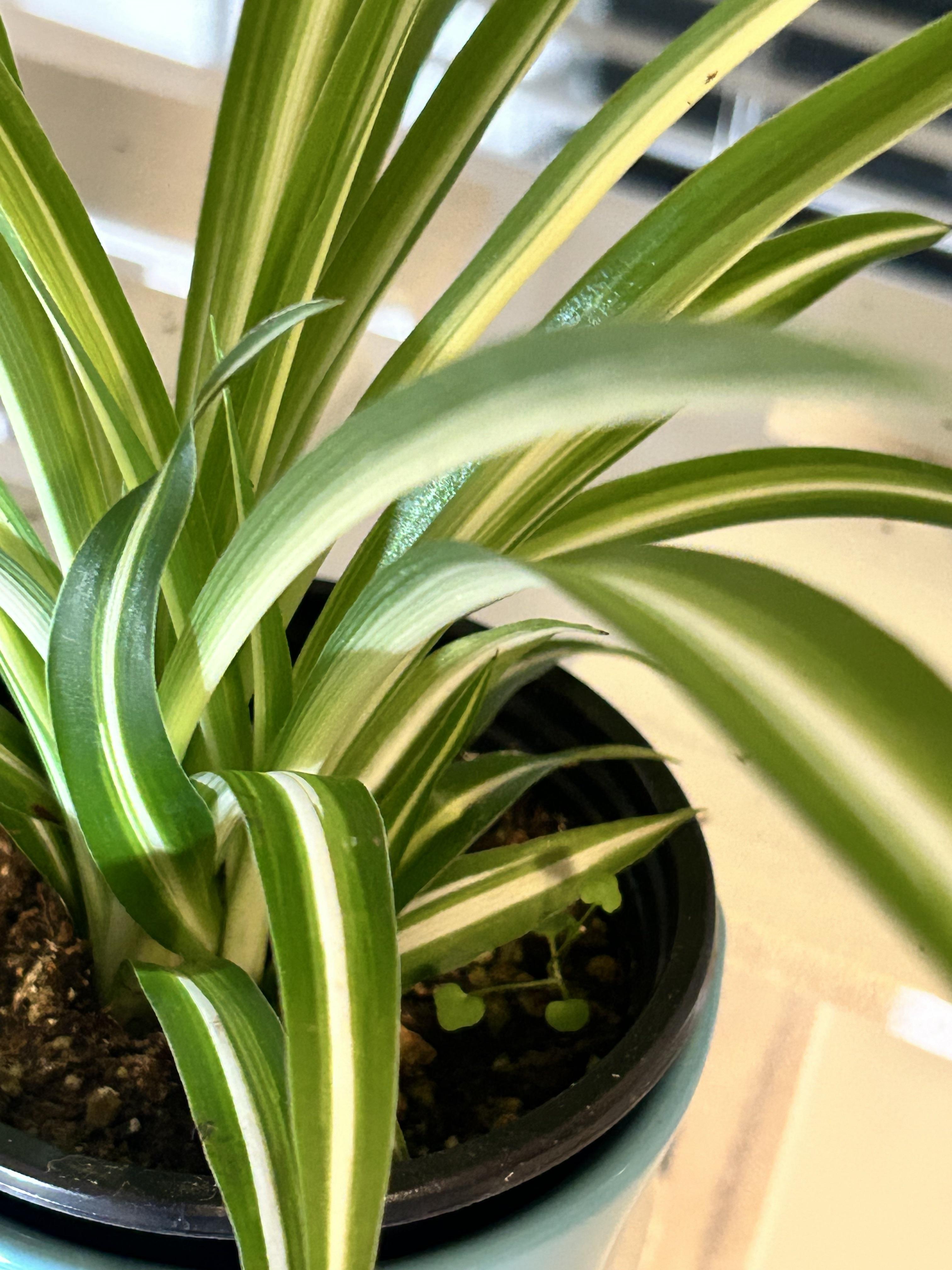 What’s this tiny friend growing with my new spider plant? | Scrolller