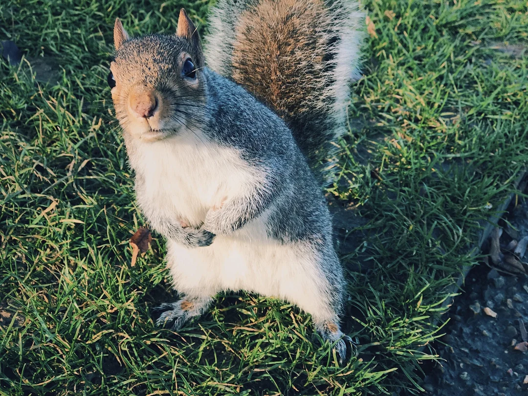 Squirrel Squirrel!!!! | Scrolller