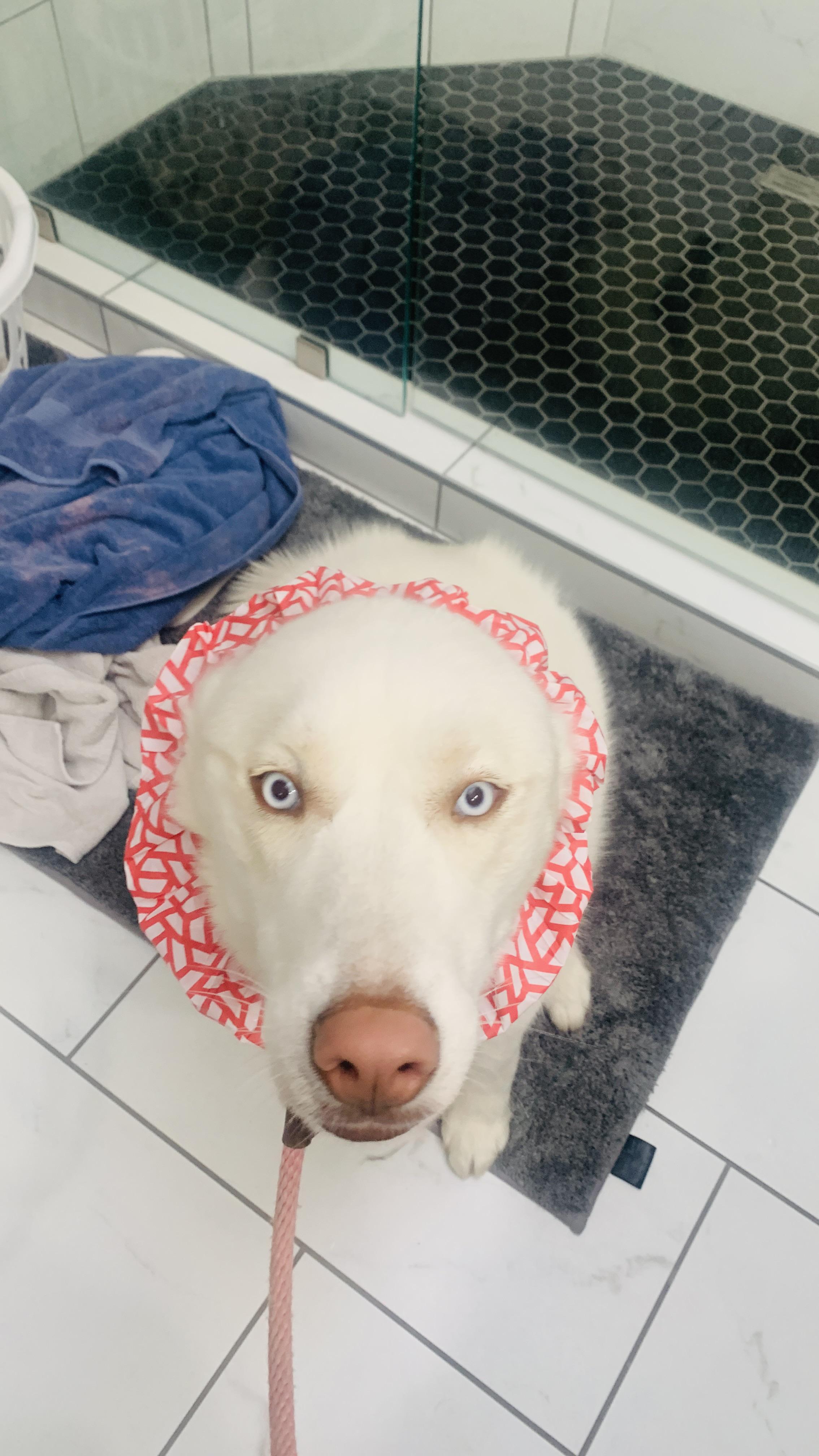 Luna had a spa day…she is not a fan…she may have been plotting her revenge in this moment ...