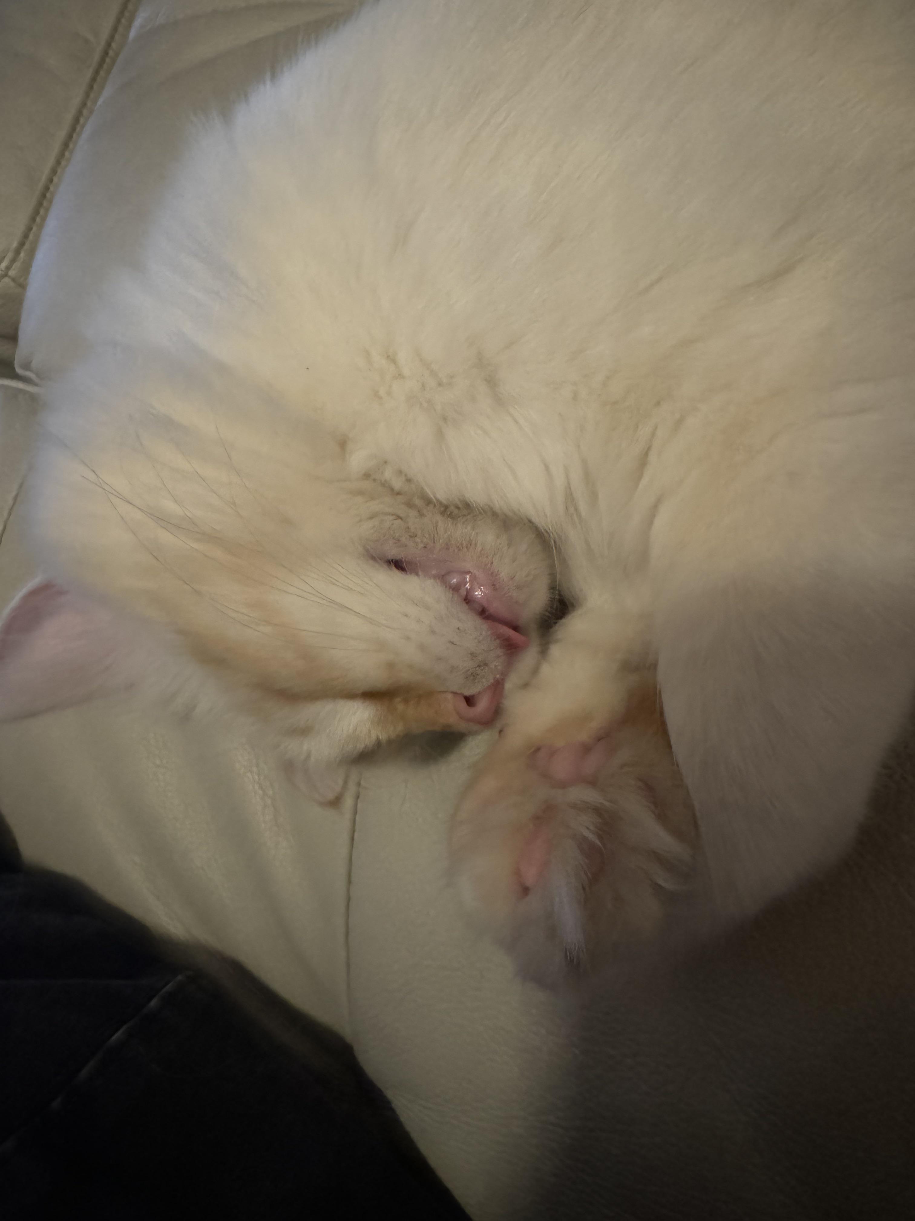 Sleepy blep | Scrolller