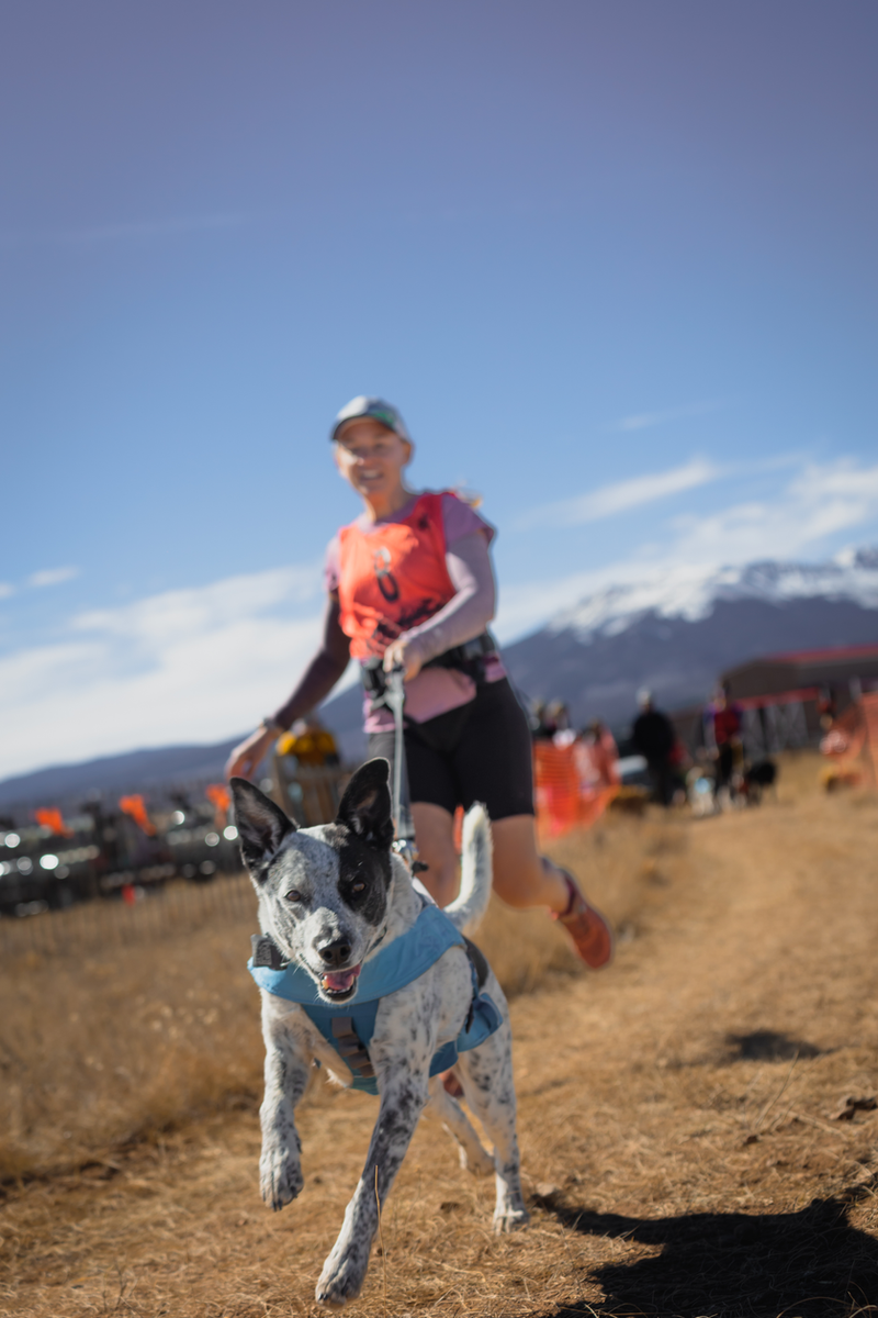 We ran our first canicross race! | Scrolller