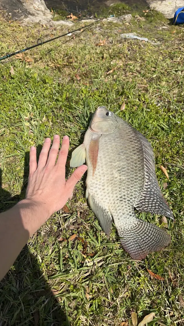 Identification? | Scrolller