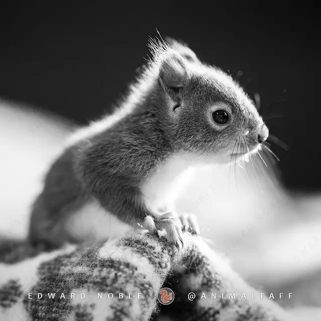 Discover more like Squirrels: The adorable fuzz of a baby Eurasian Red Squirrel! and Related ...
