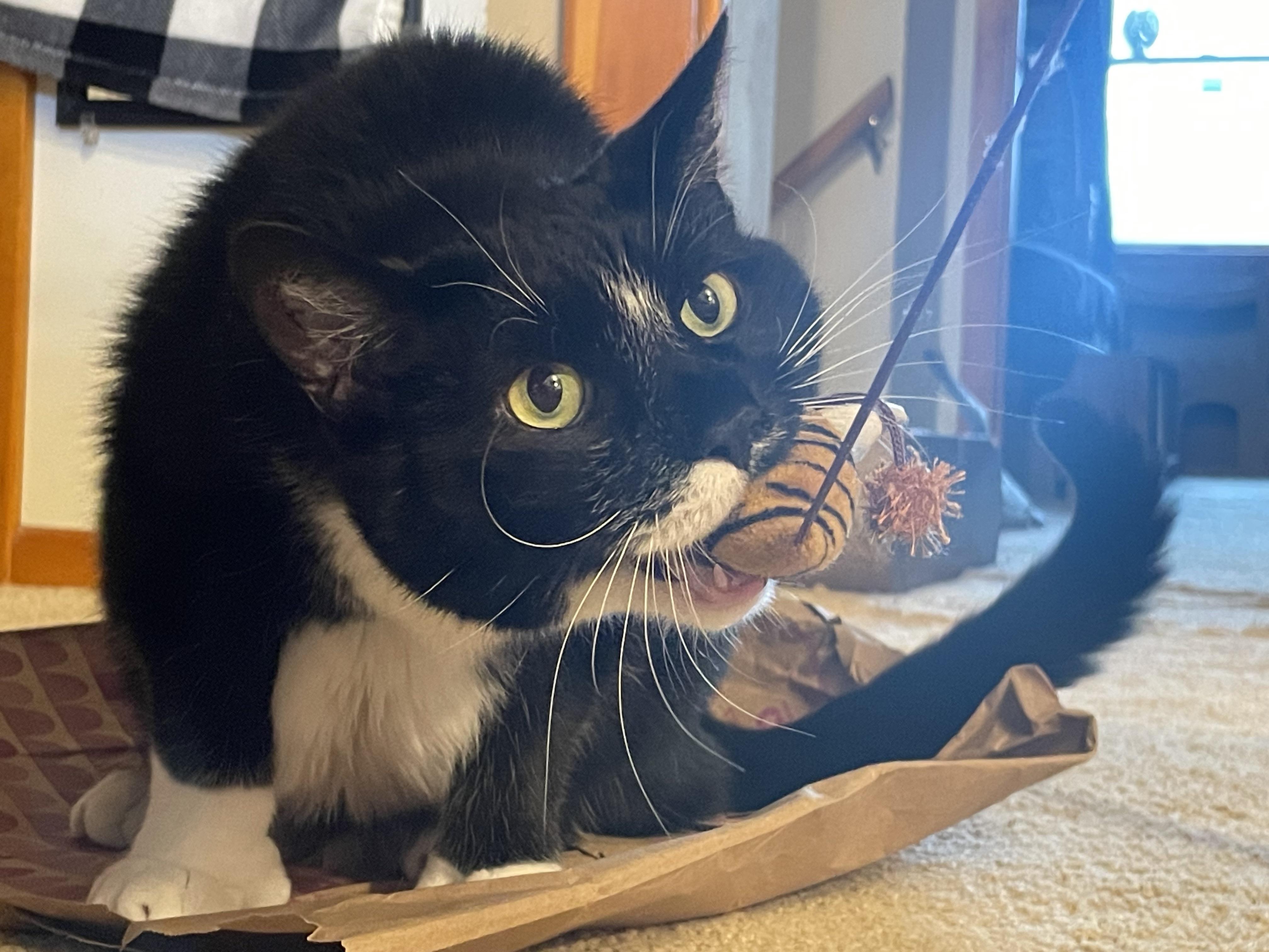 apex predator | Scrolller