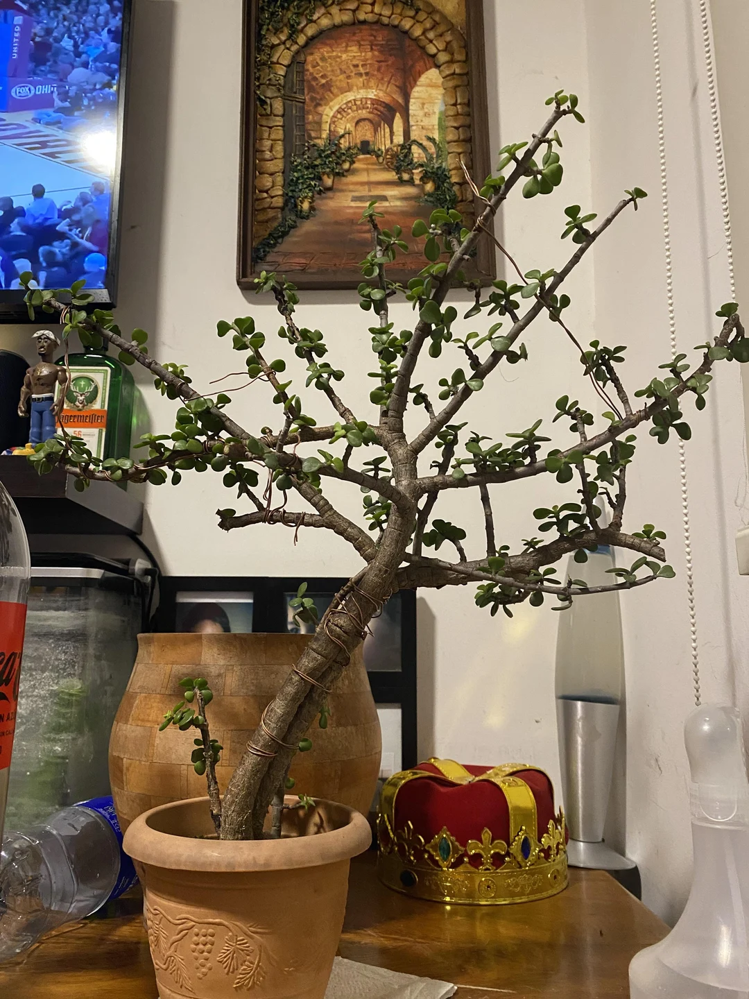 Bonsai Rookie | Scrolller