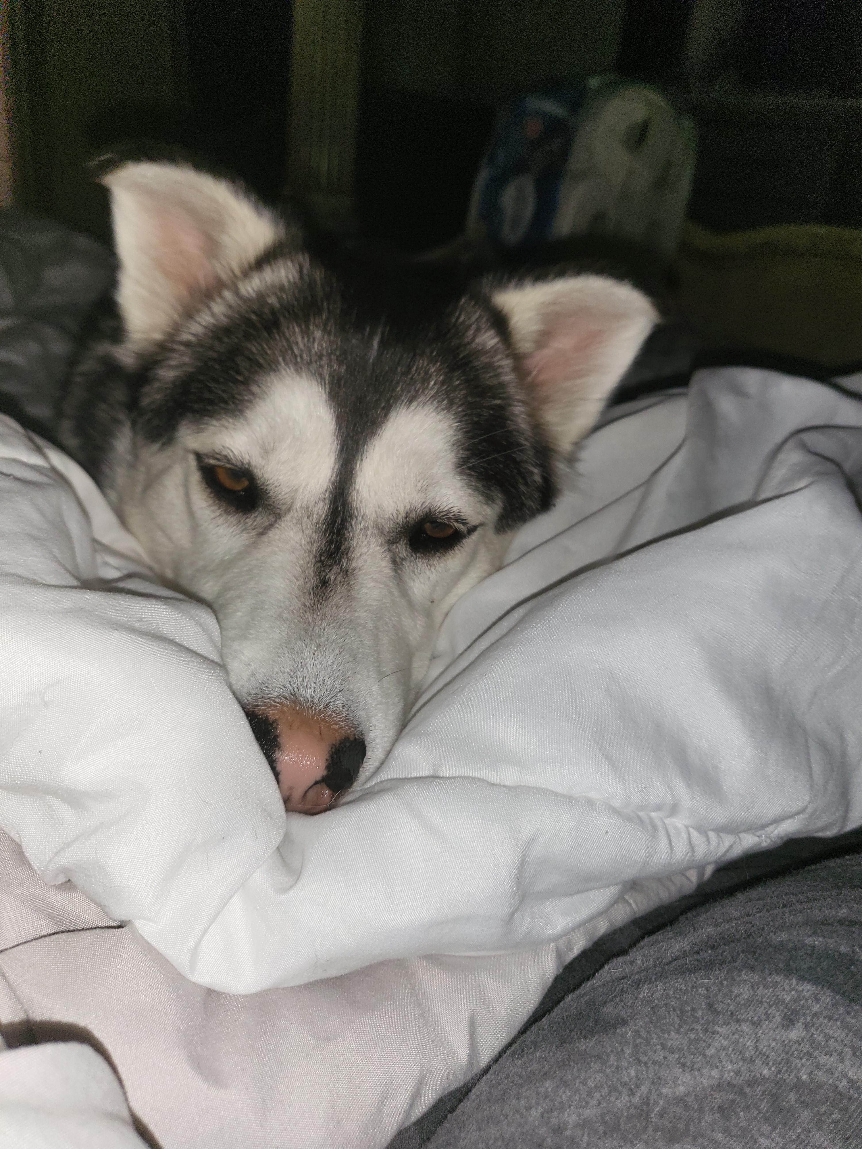 The look of pure sadness when I say no more treats | Scrolller