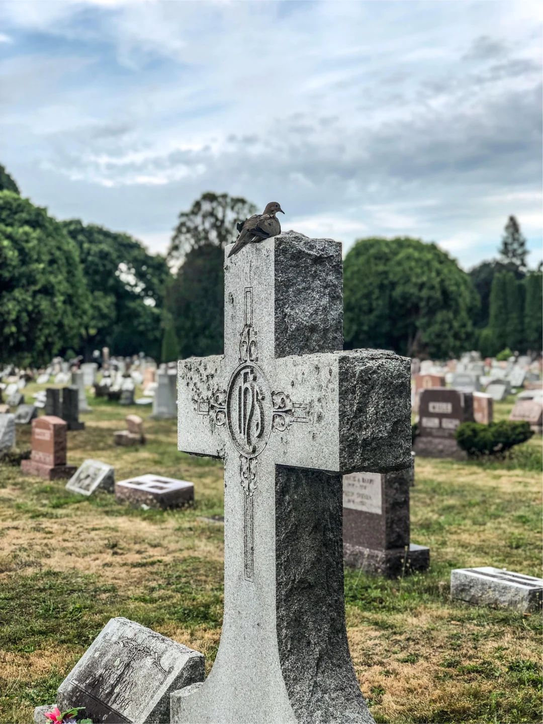 Dove on a grave at Mount Hope in Rochester NY | Scrolller