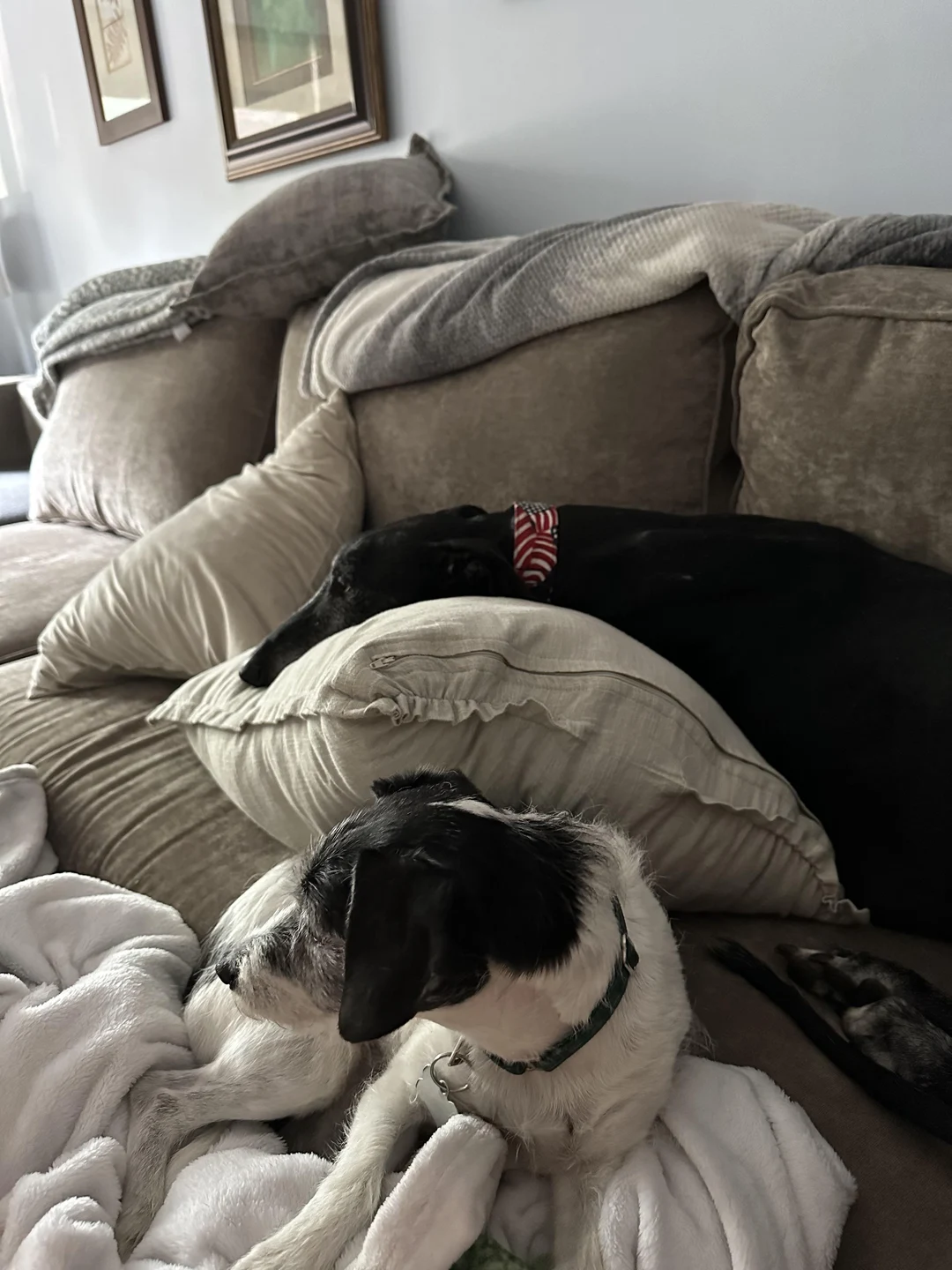 We survived the fireworks! | Scrolller