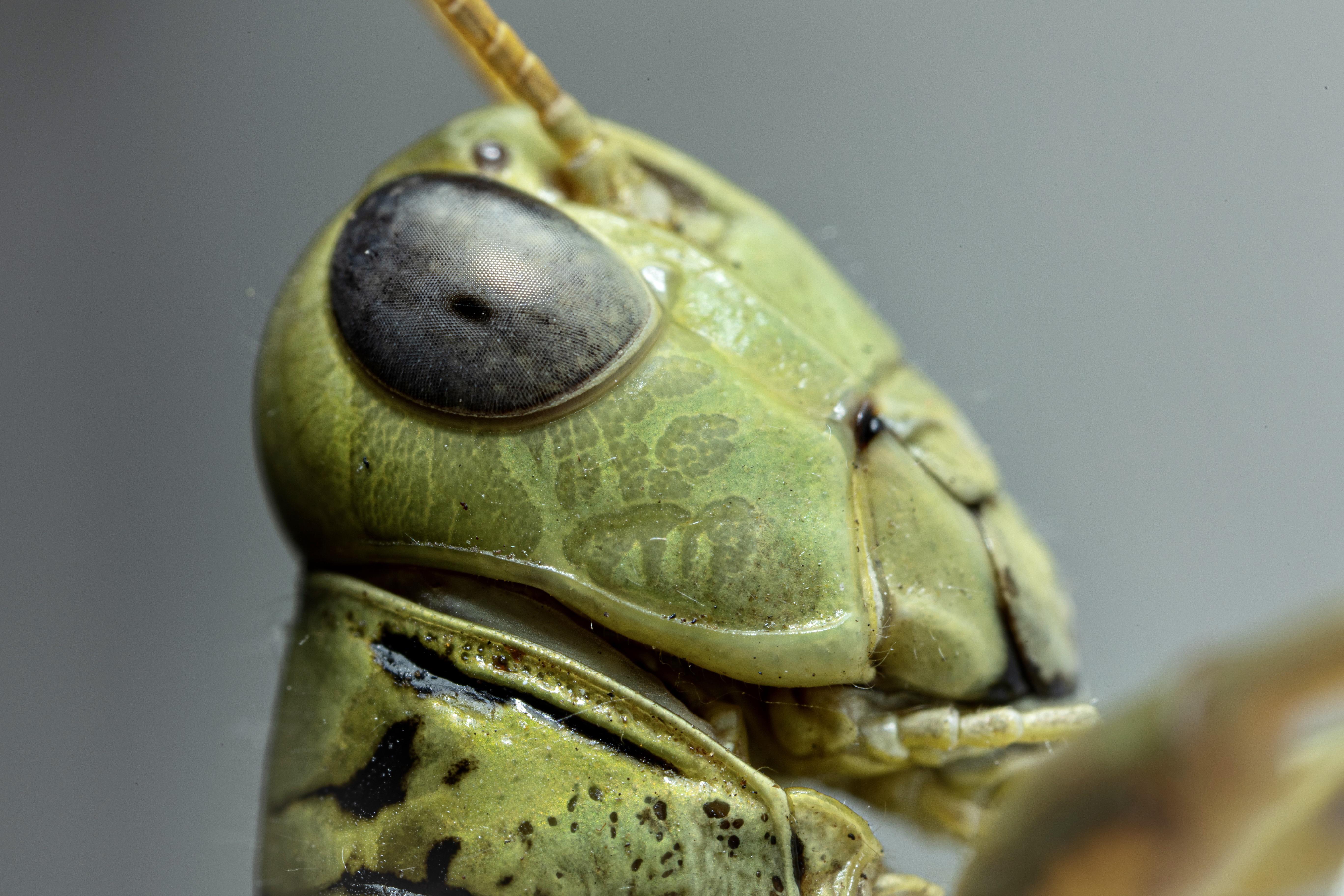 Grasshopper head shot | Scrolller