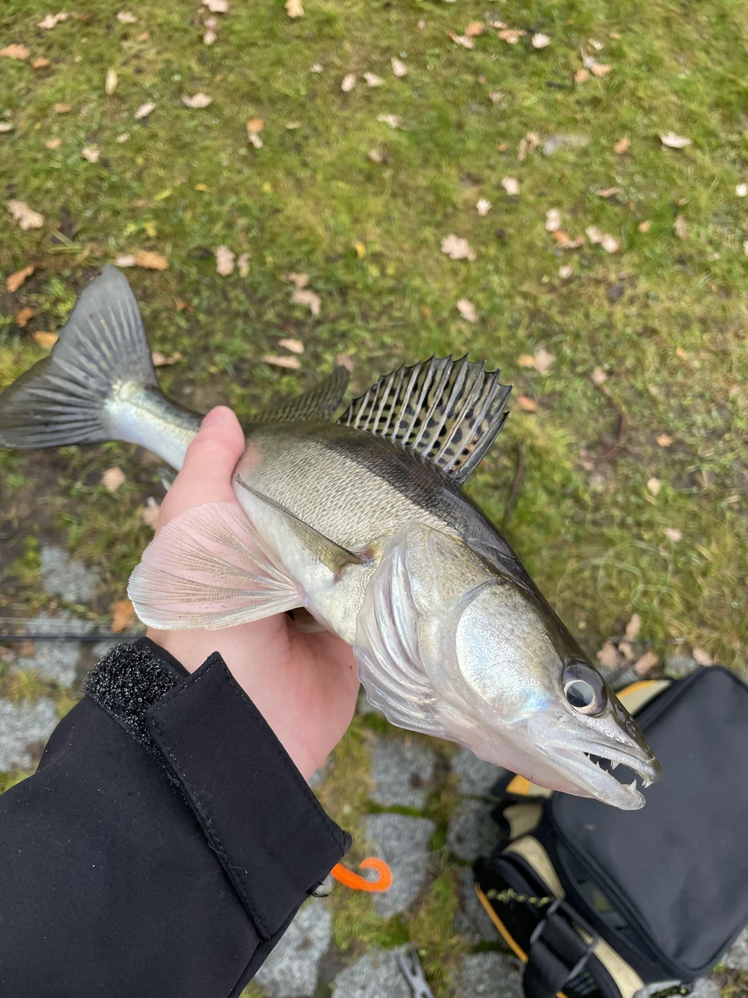 Zander season is coming to an end, but every now and then I still find some | Scrolller