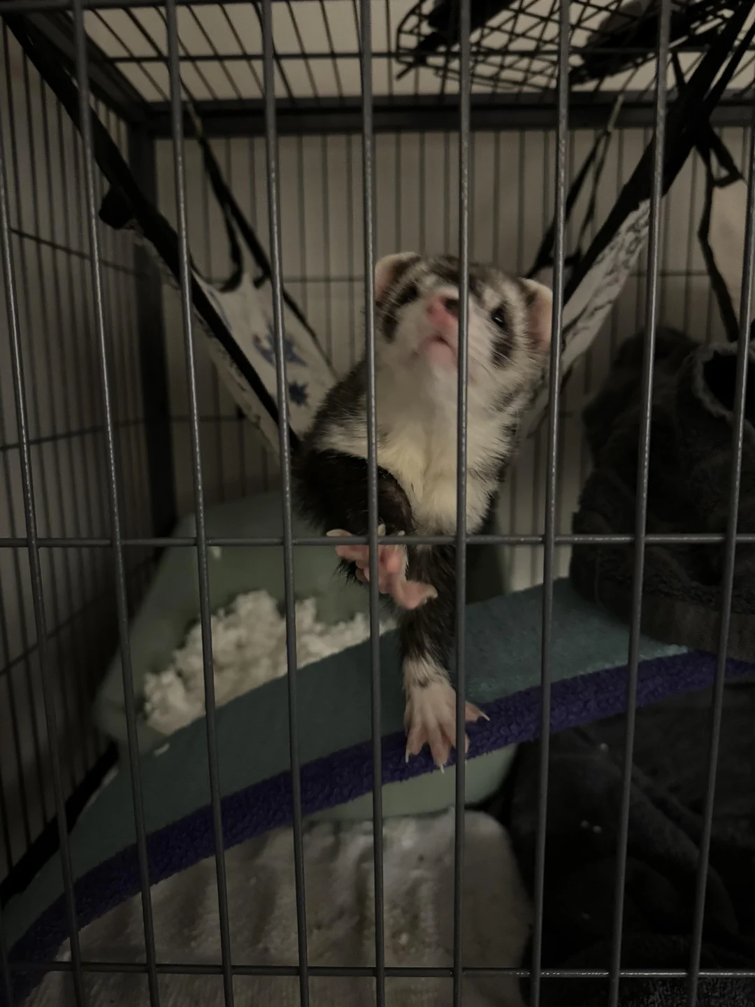 Anyone else have a very skittish ferret? | Scrolller