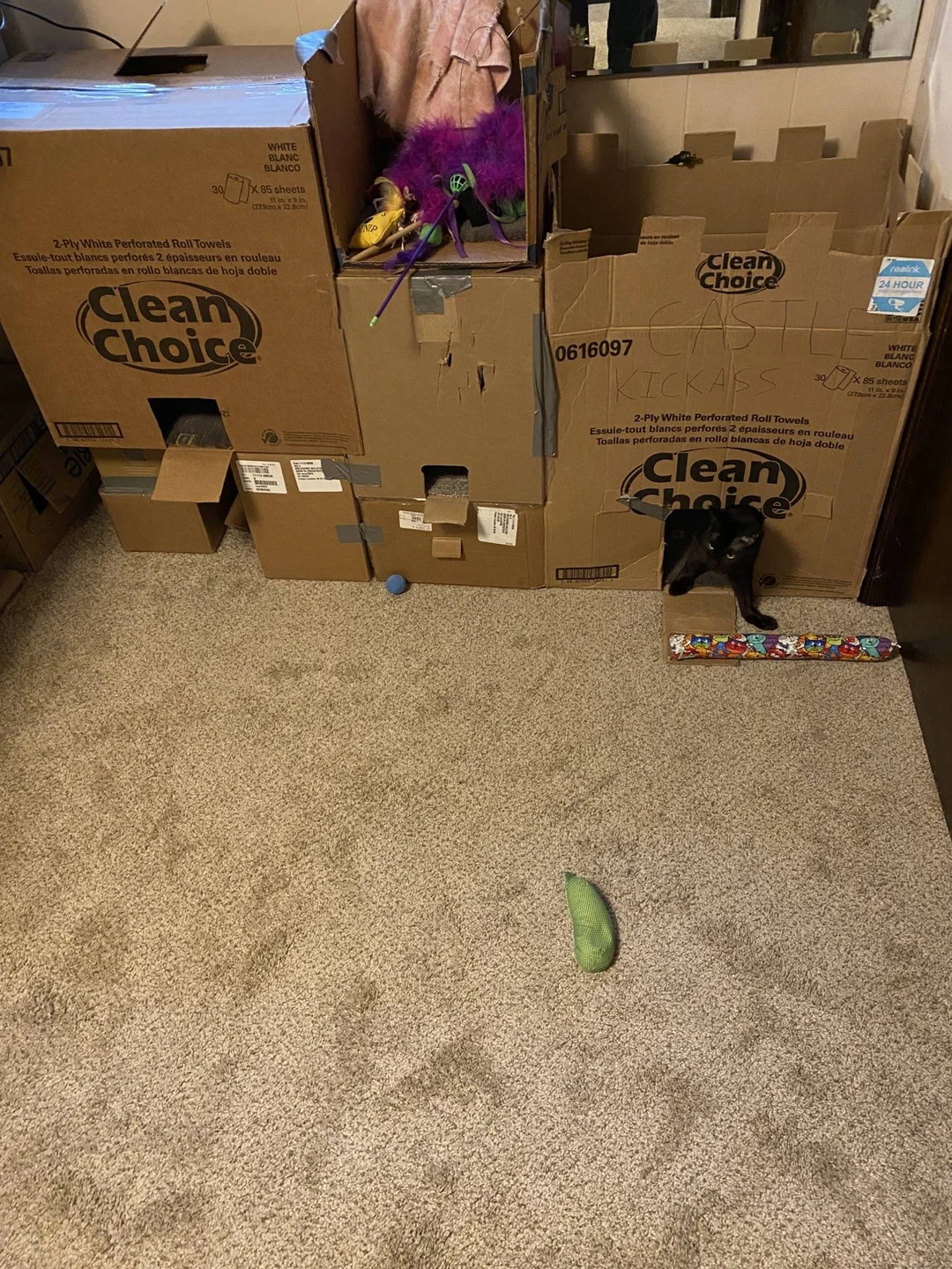 The Ultimate Cat Trap | Scrolller