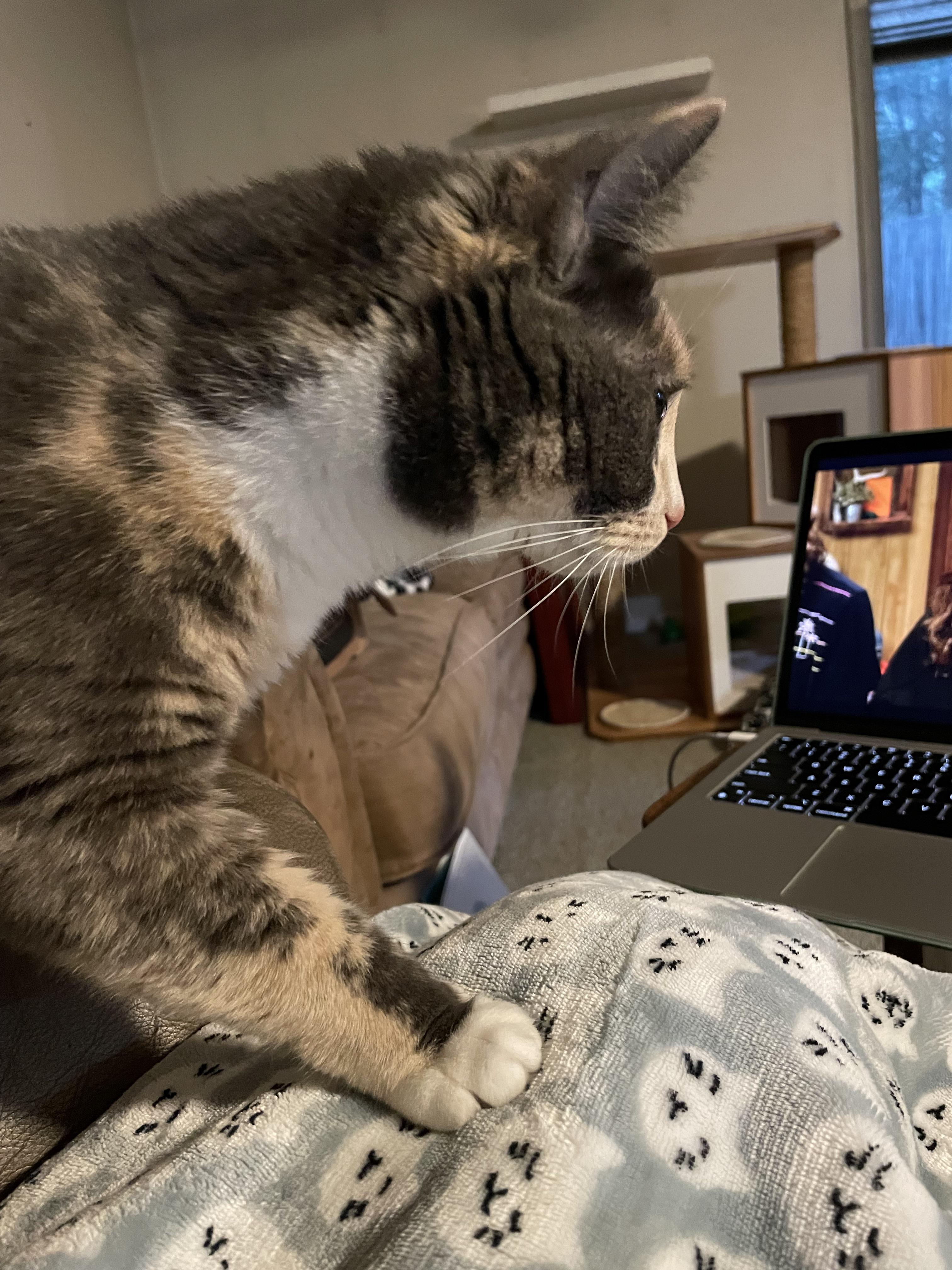 mildly startled by my dinner | Scrolller