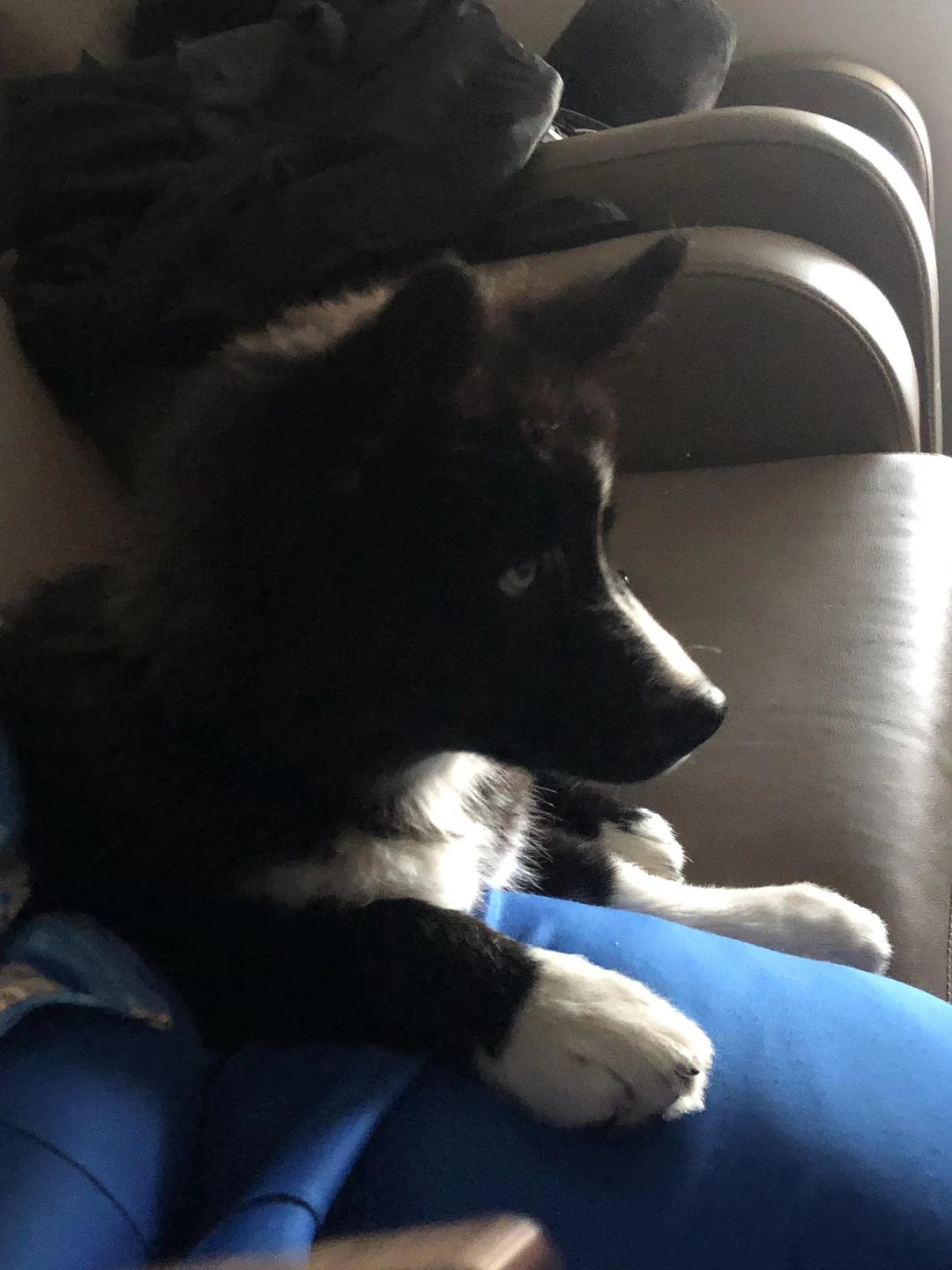 Tips for new puppy | Scrolller