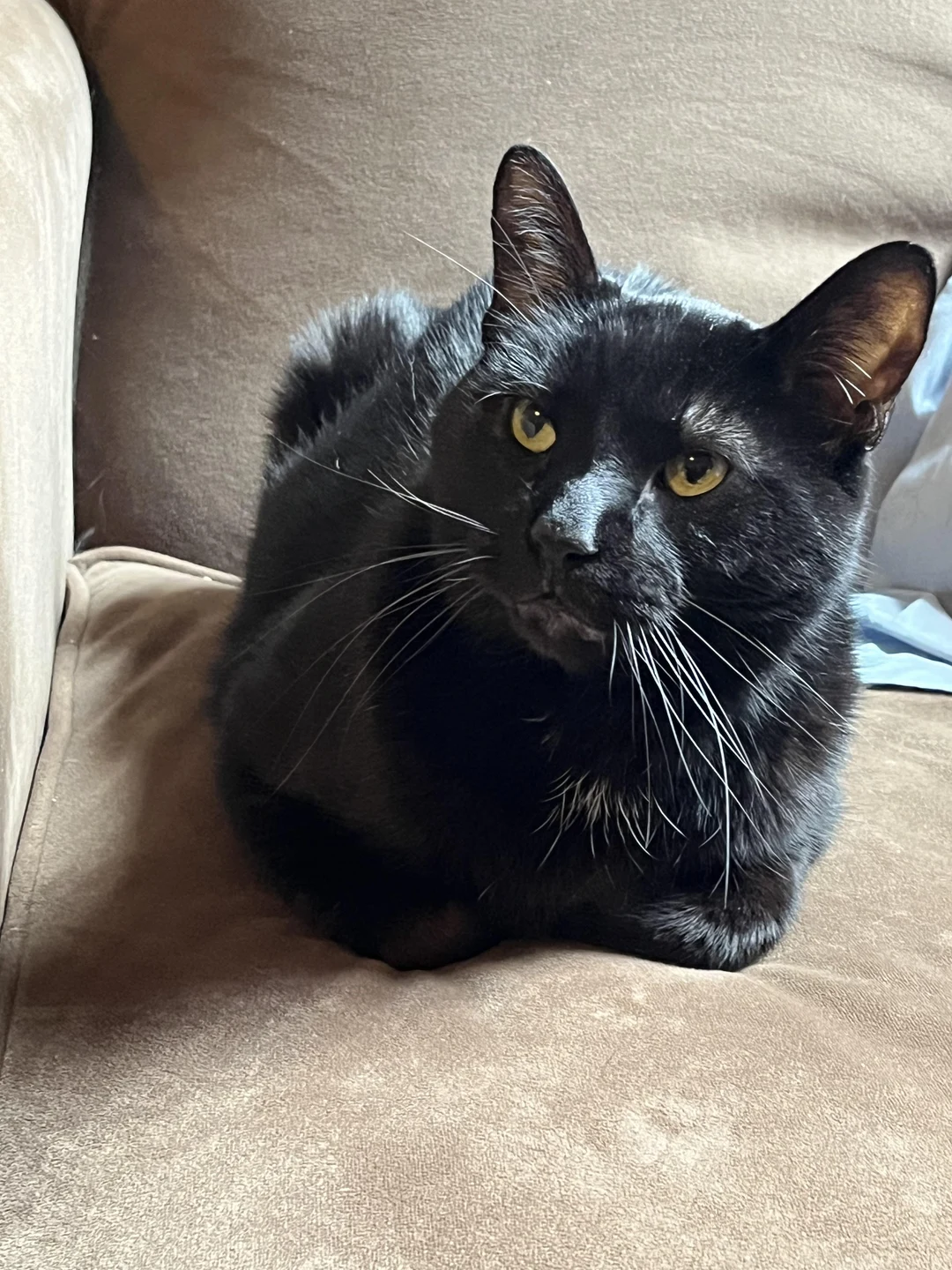 Loaf on a chair | Scrolller