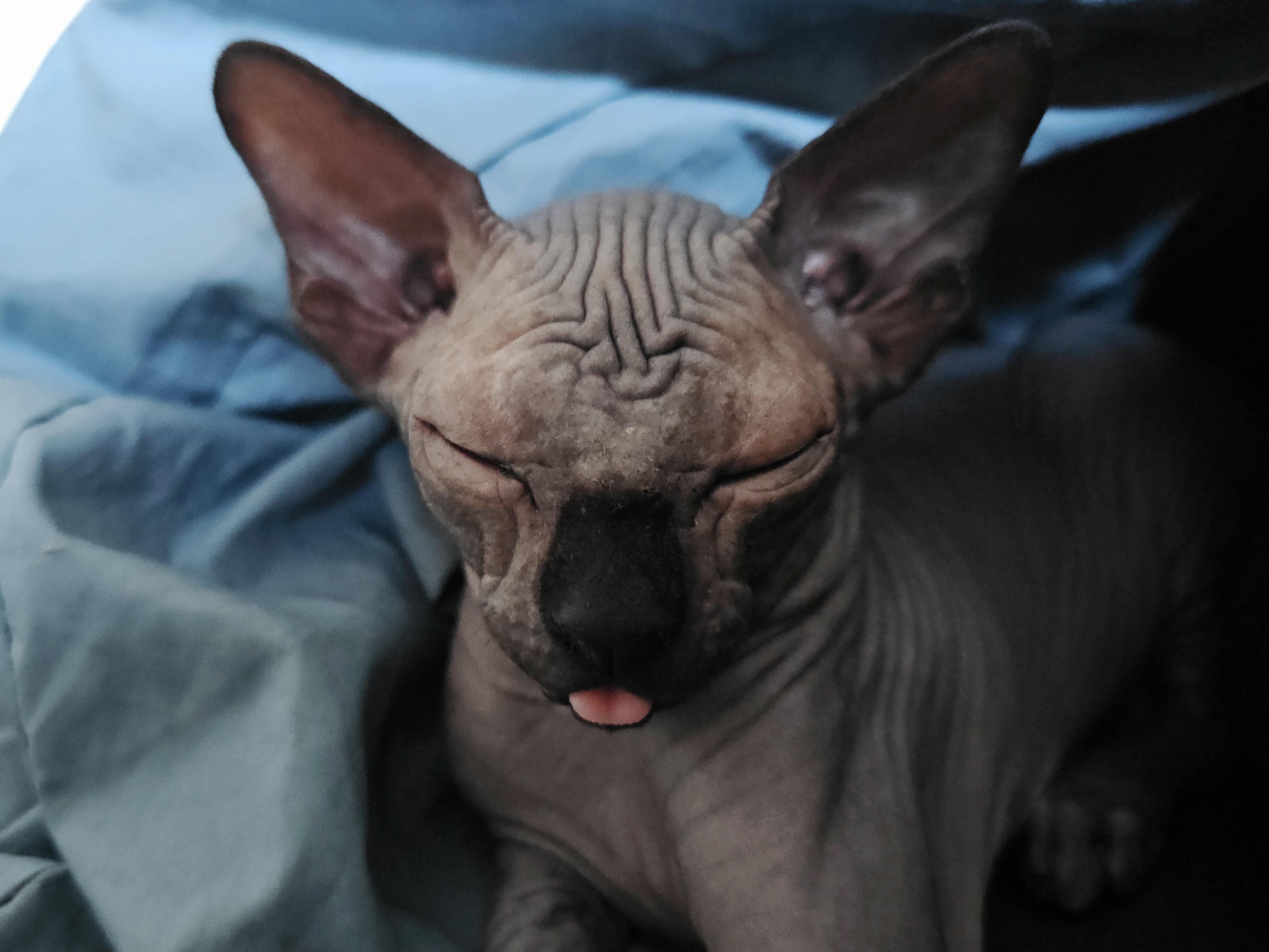 Sleepiest blep | Scrolller