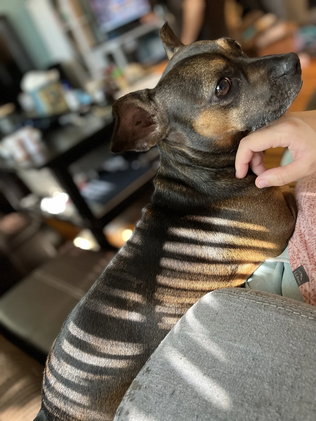 Look at this stripey little tiger girl! | Scrolller