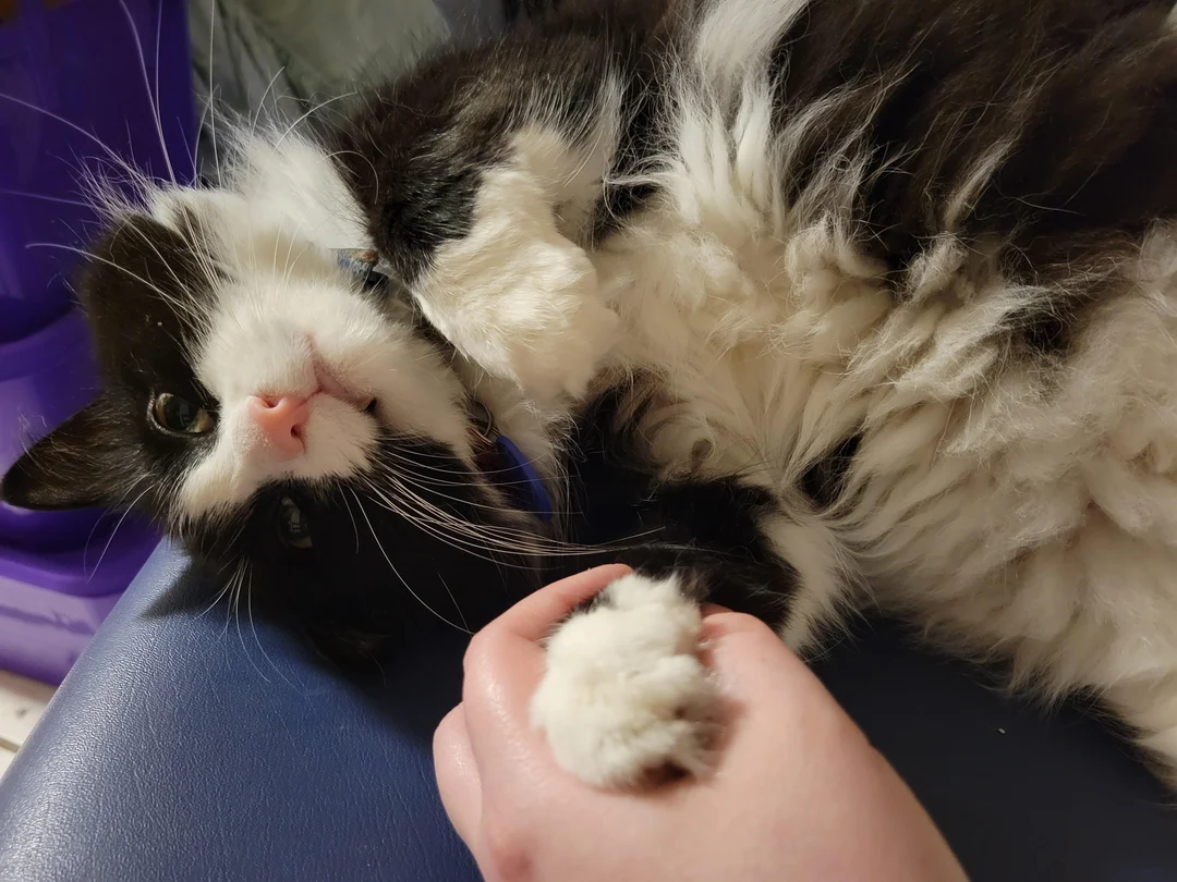 Fluffy kitty wants to hold your hand. | Scrolller