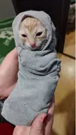 Purrito.. | Scrolller