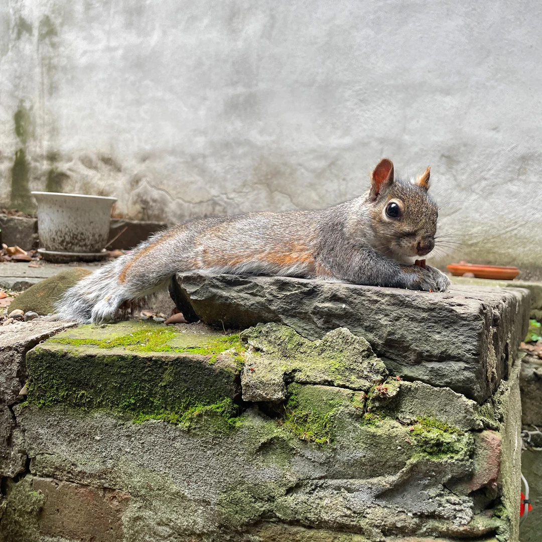 Sploot Season comes early this year | Scrolller