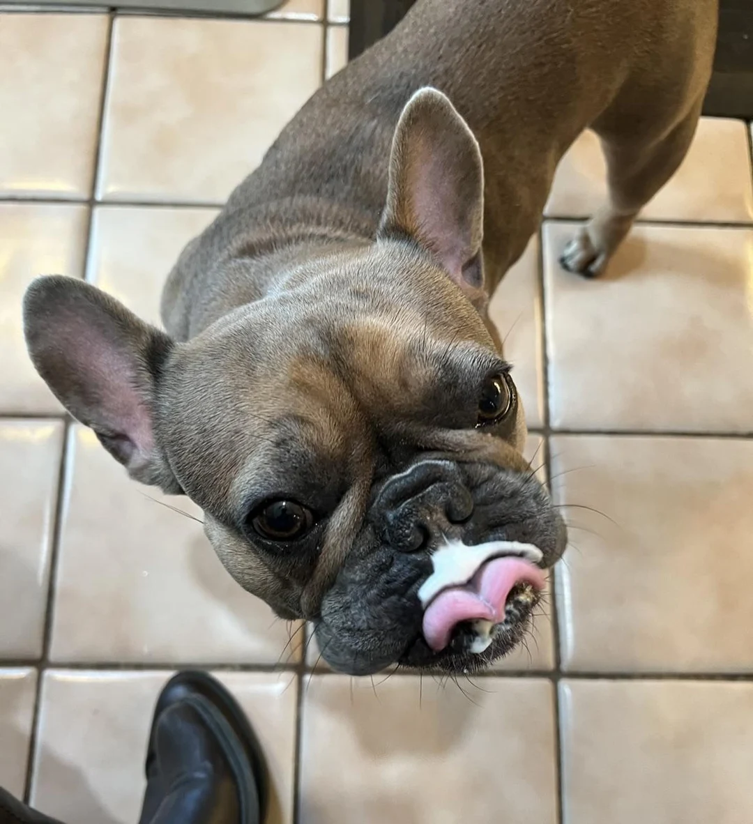 😋 pupper loves whipped cream | Scrolller