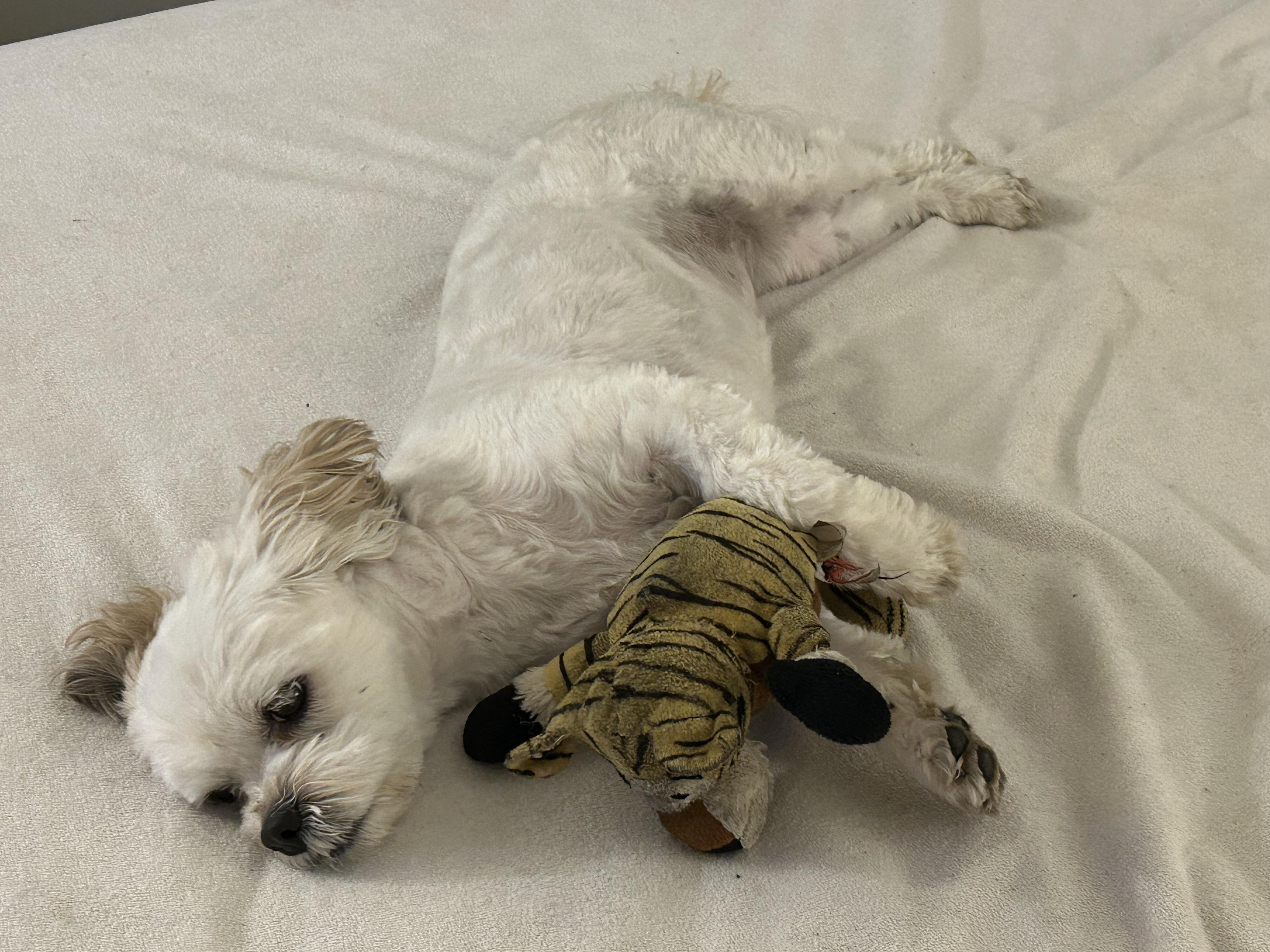 She loves her tiger! | Scrolller