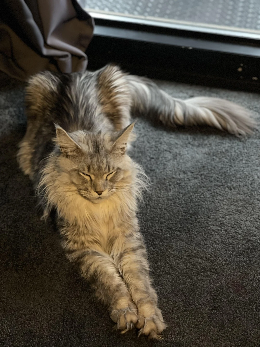 Sleepy Simba! | Scrolller