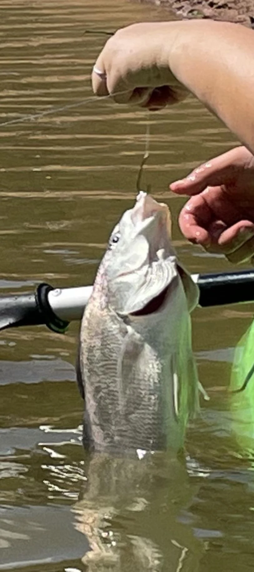 What kind of fish? | Scrolller