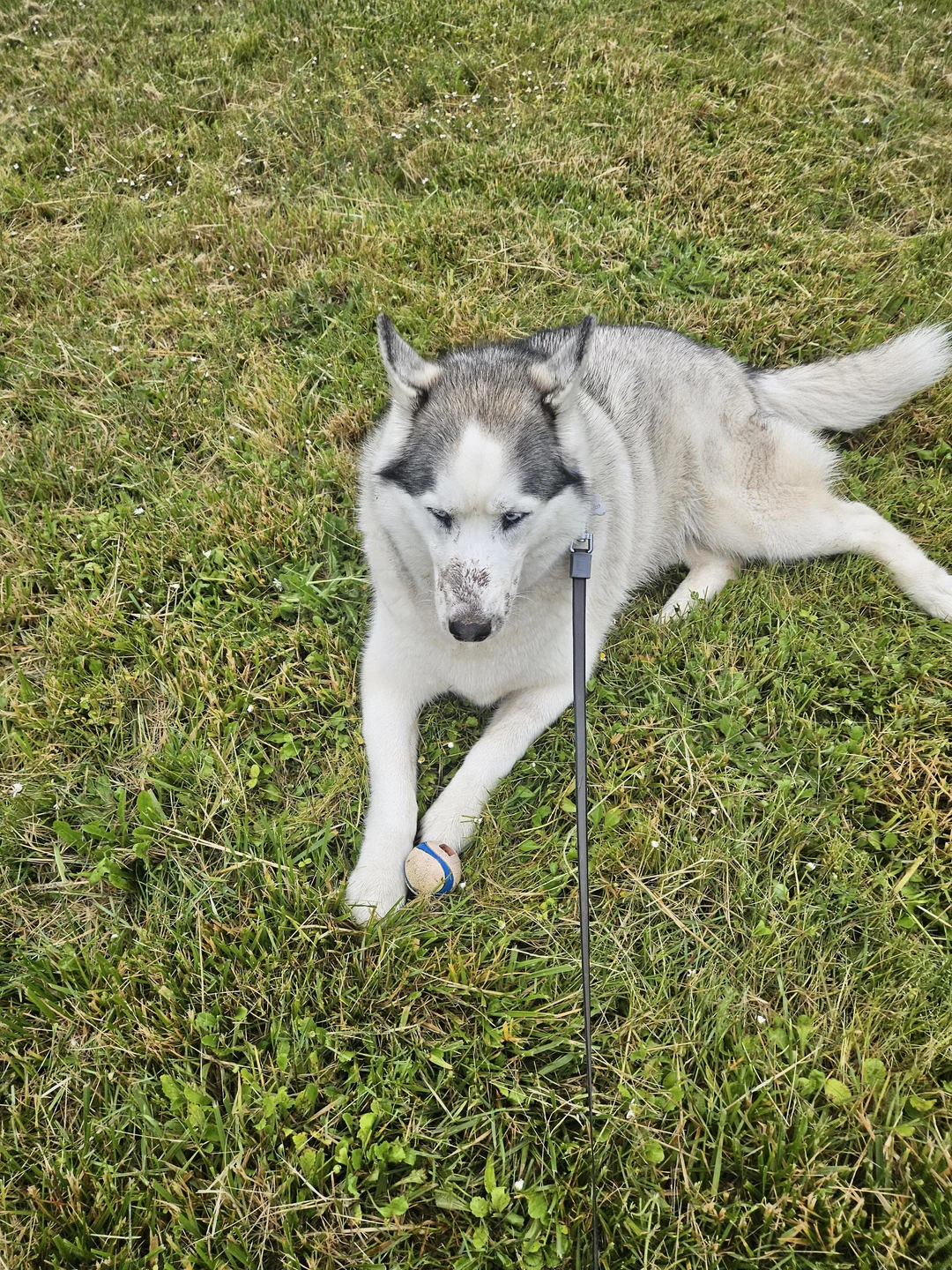 SLEEPY Husky | Scrolller