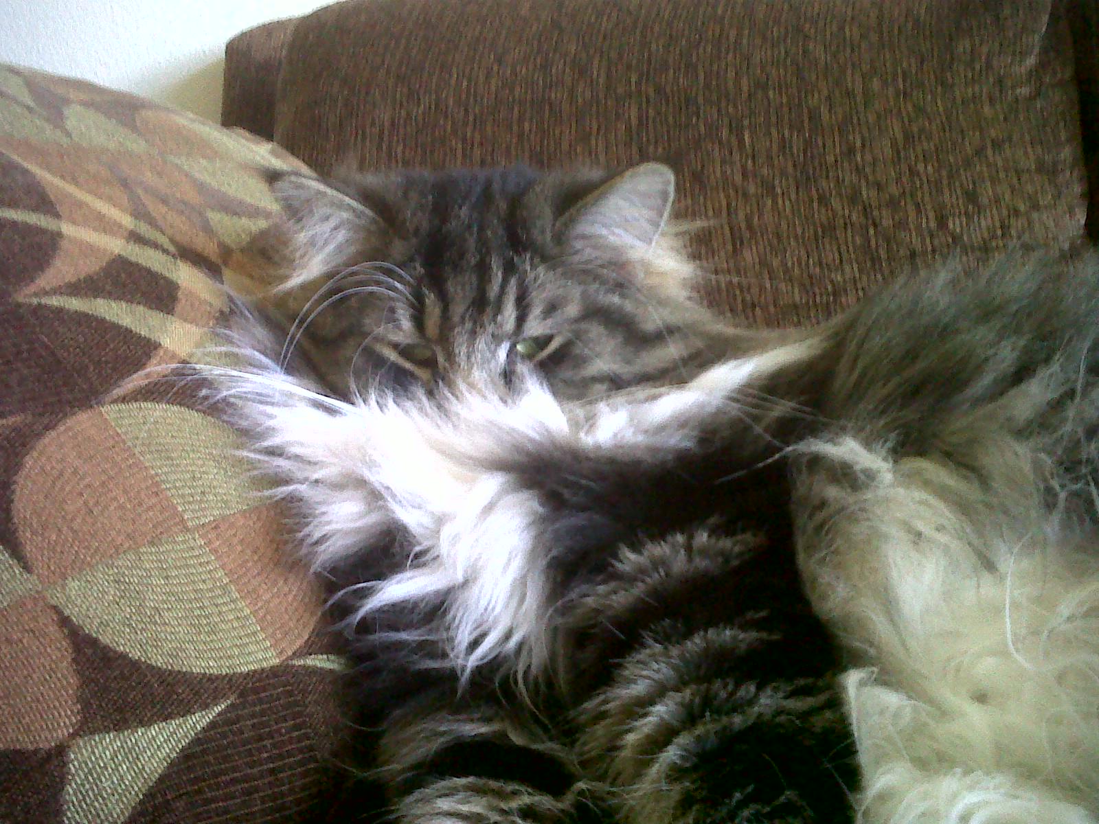 Swallowed by his ruff | Scrolller