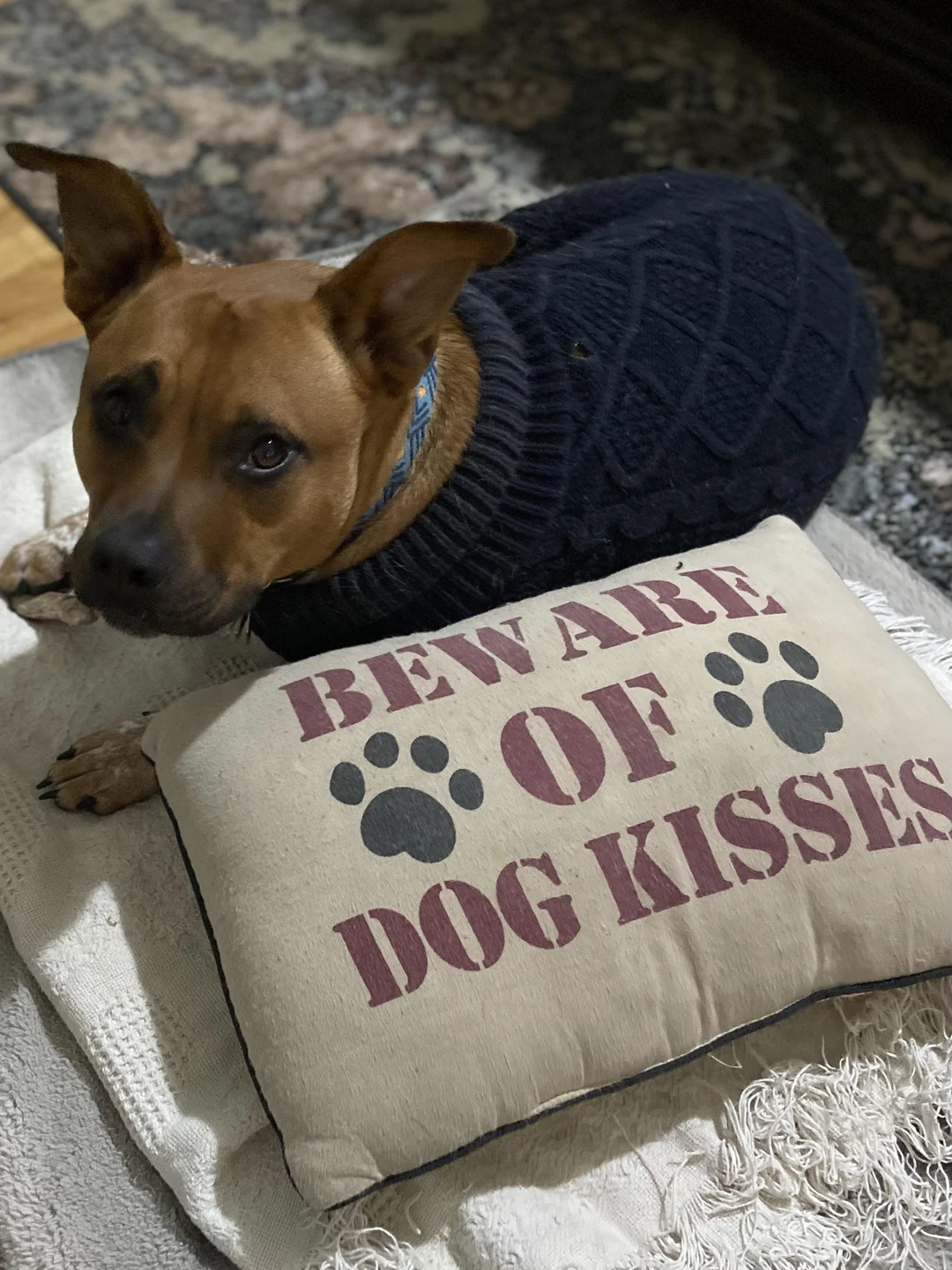 Franky giving you fair warning. | Scrolller