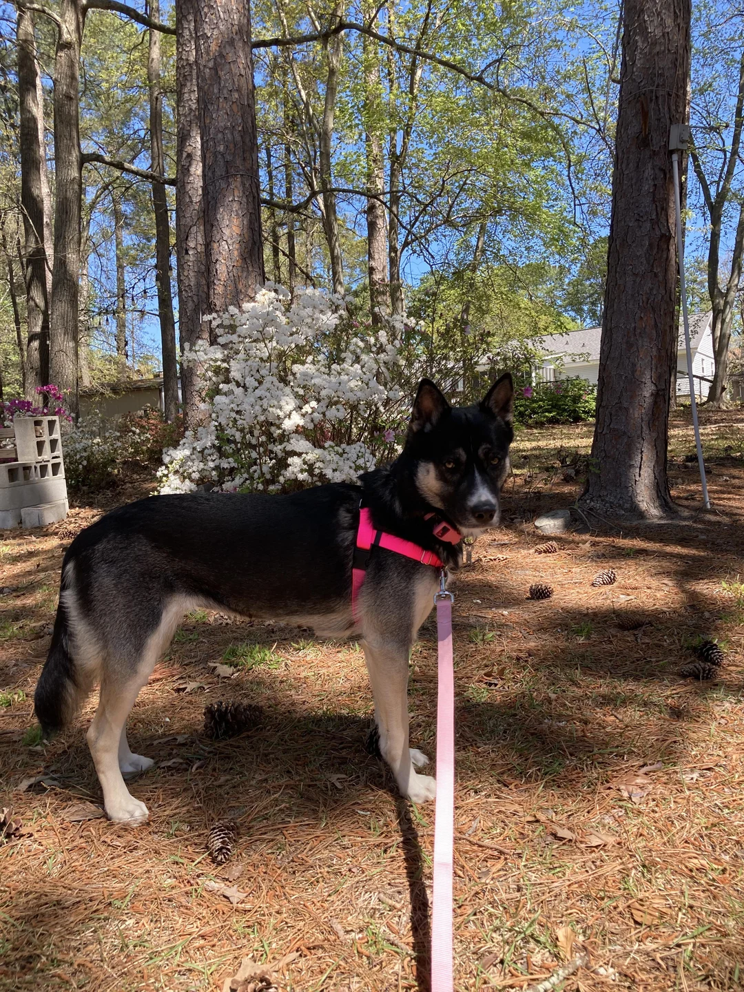 New harness | Scrolller