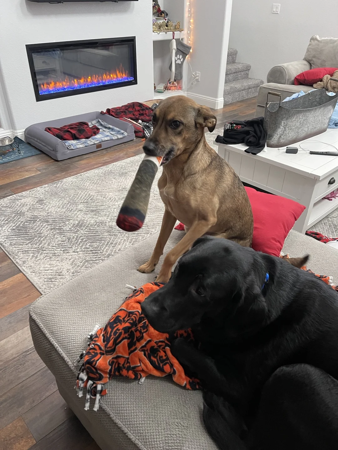 Ruff Ruff Pass | Scrolller