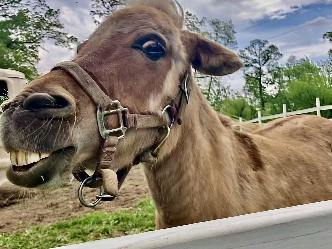 Sassy Donkey | Scrolller