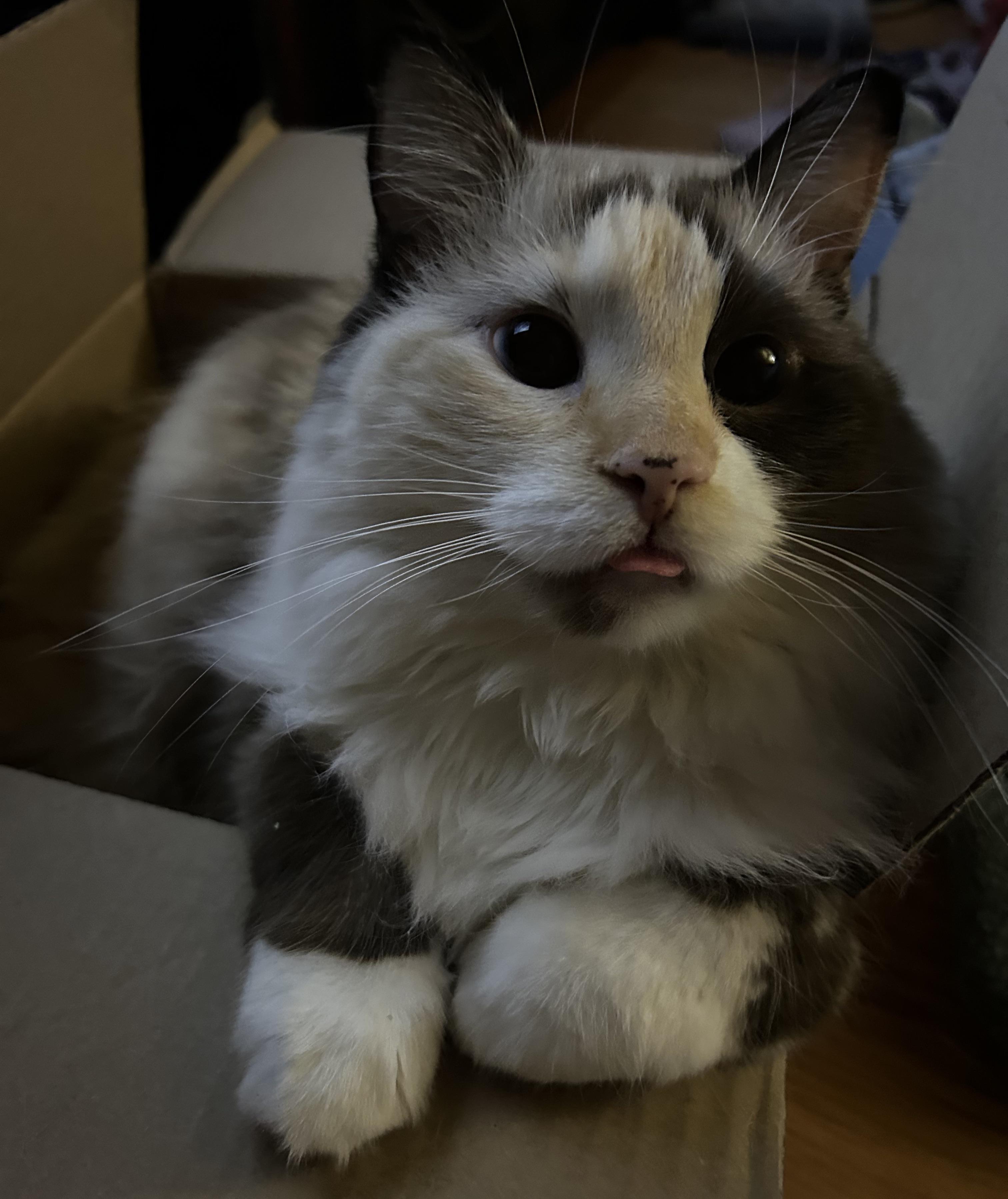 Pickles and her blep | Scrolller