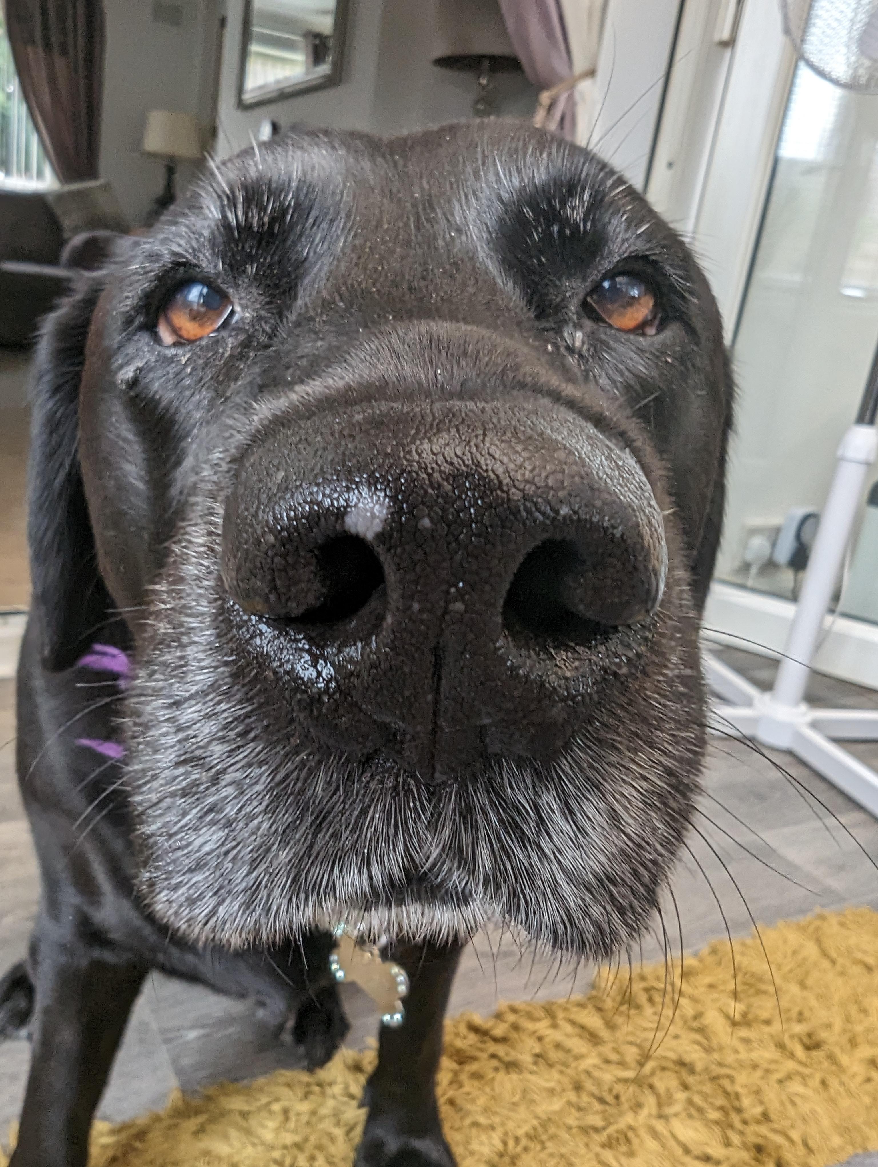 Boop the grey snoot 😍 | Scrolller