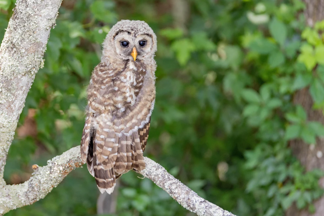 Barred Owl Saying Hi | Scrolller