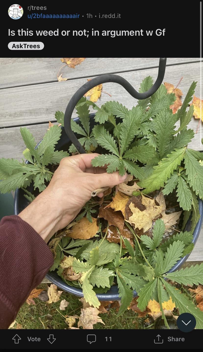 Guys is this weed??!? | Scrolller