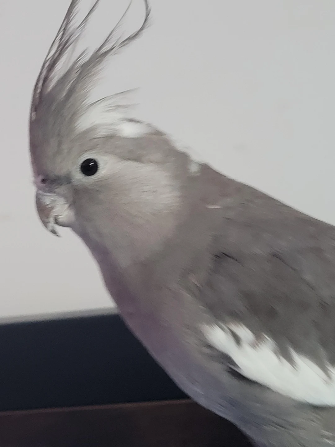 Funny bird | Scrolller