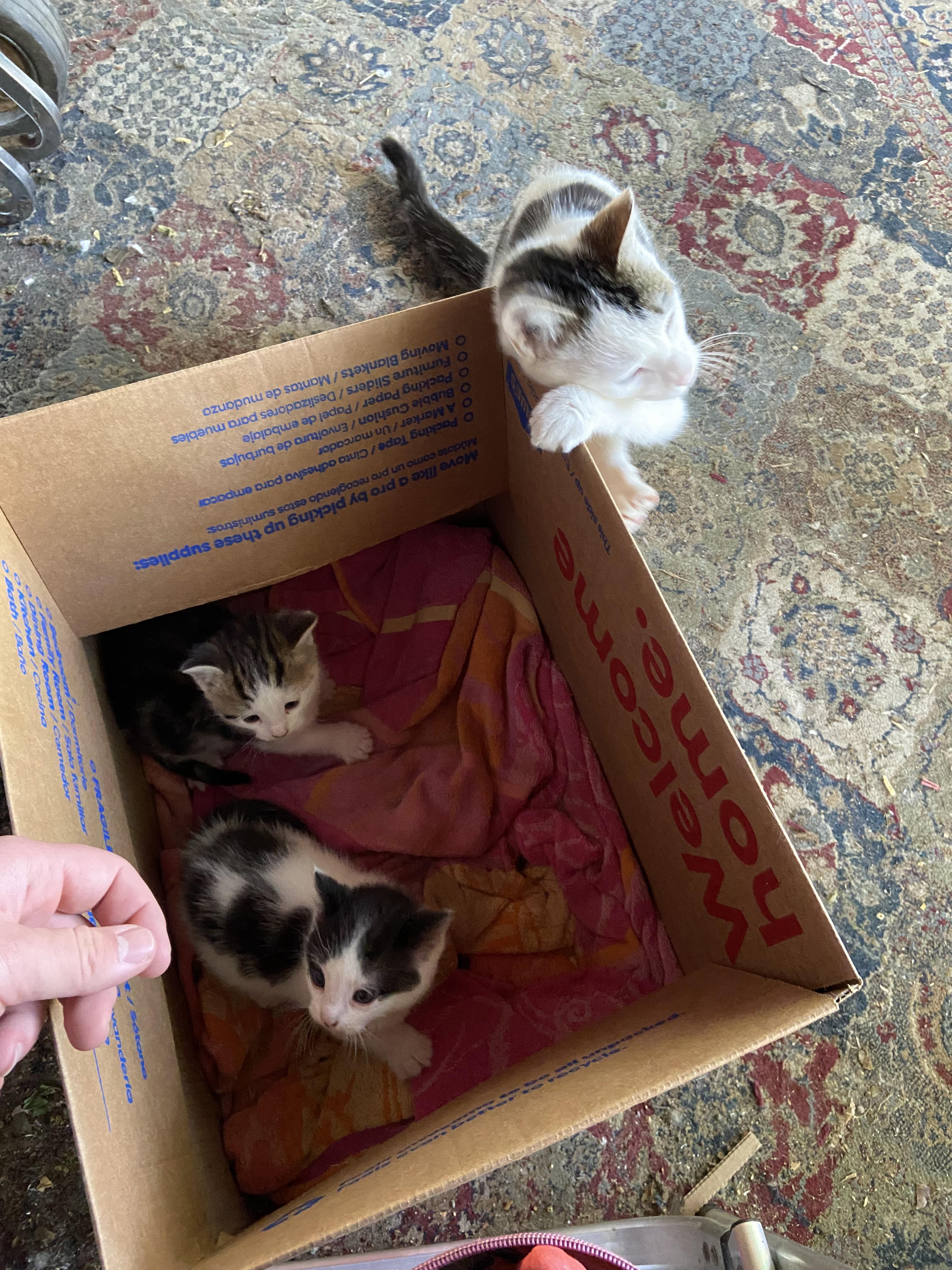 She wanted to show me her kittens | Scrolller