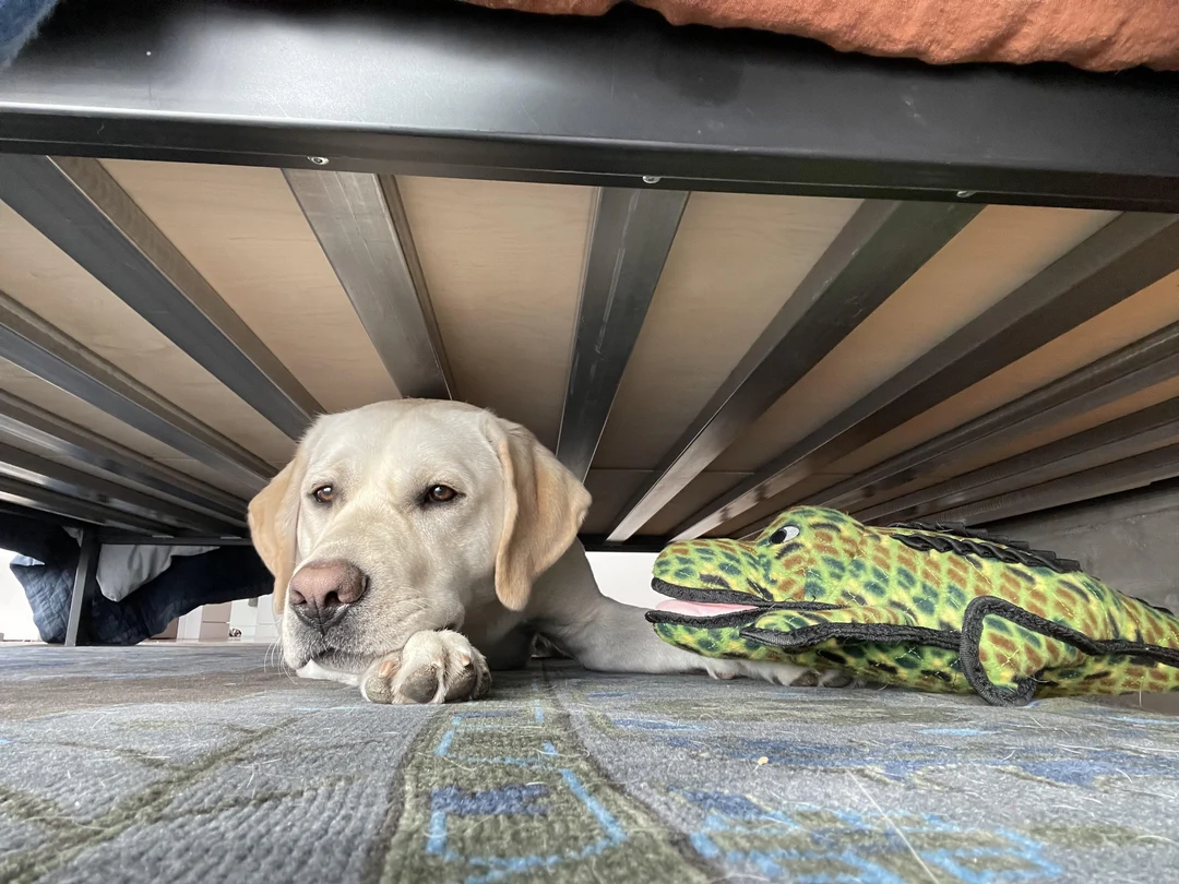 Monster under the bed is suspiciously cute. | Scrolller