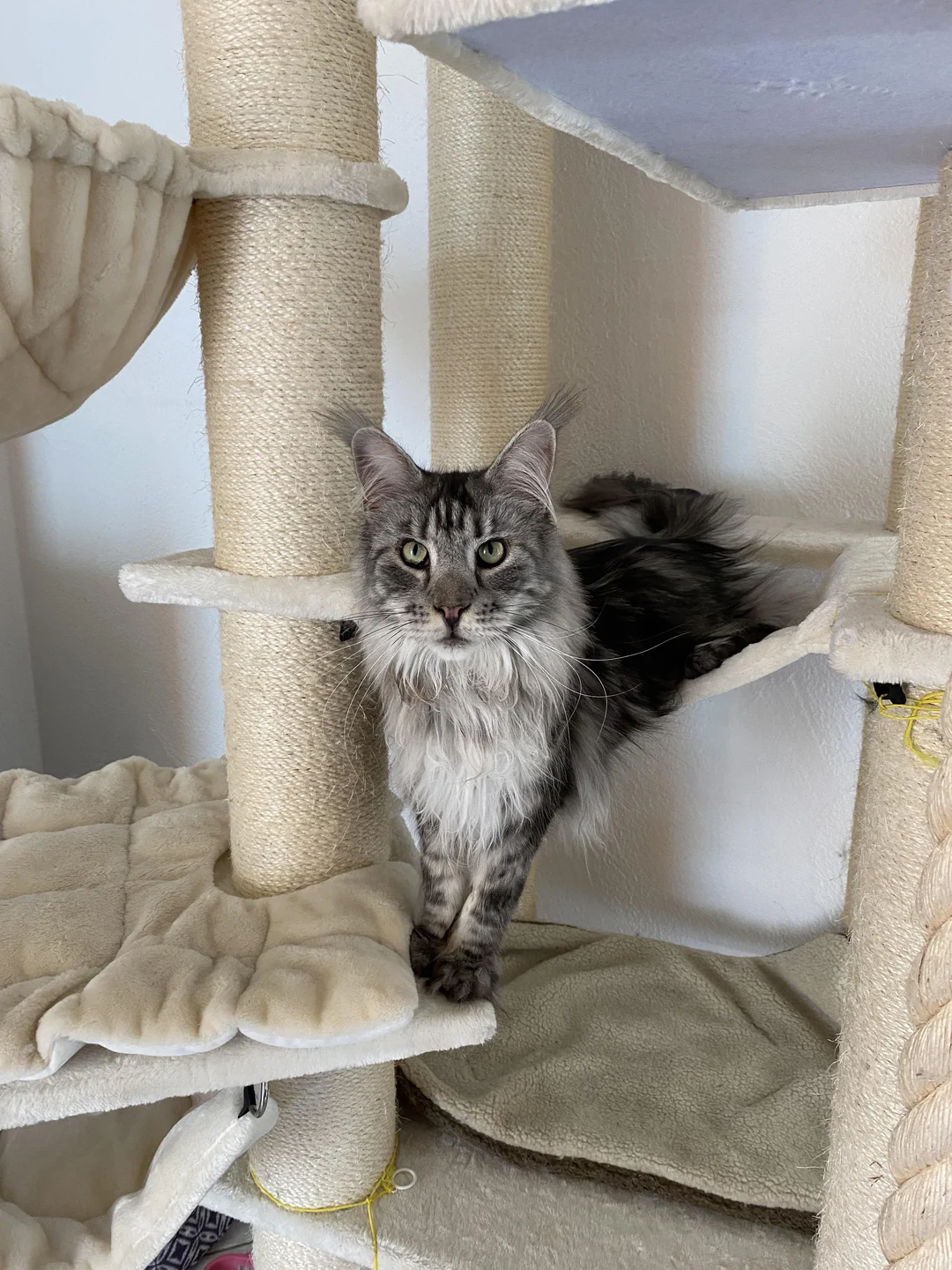 Majestic | Scrolller