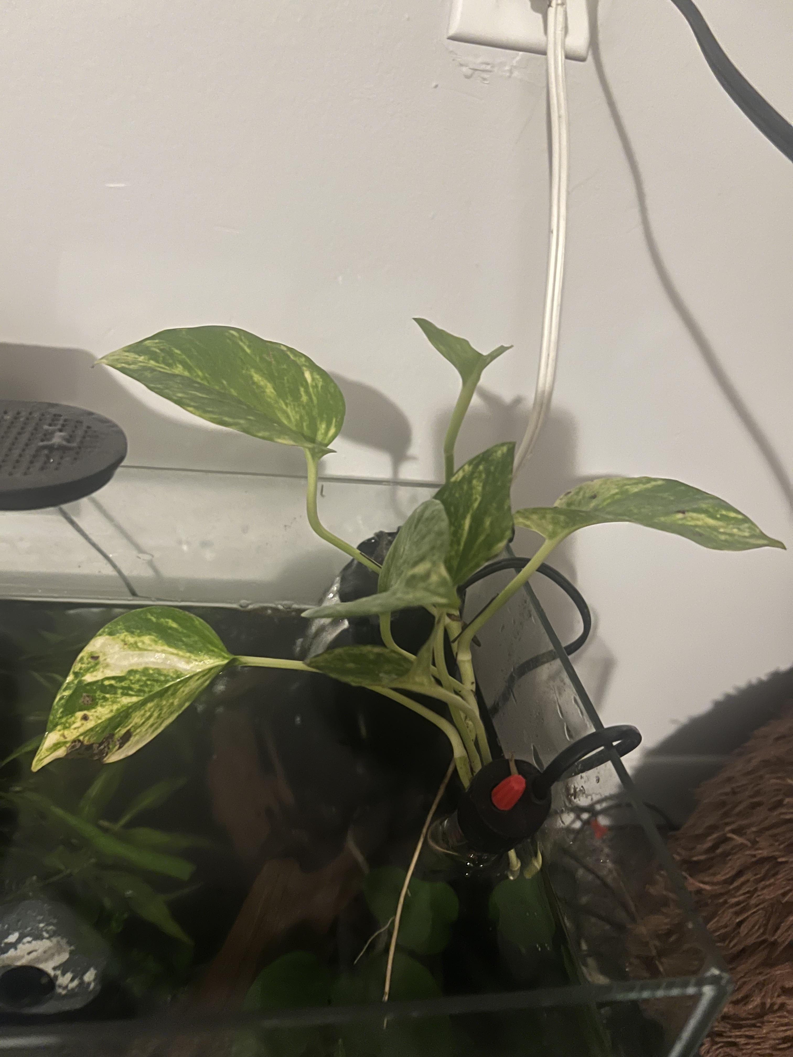 Help my rabbit ate a bunch of pothos leaves | Scrolller
