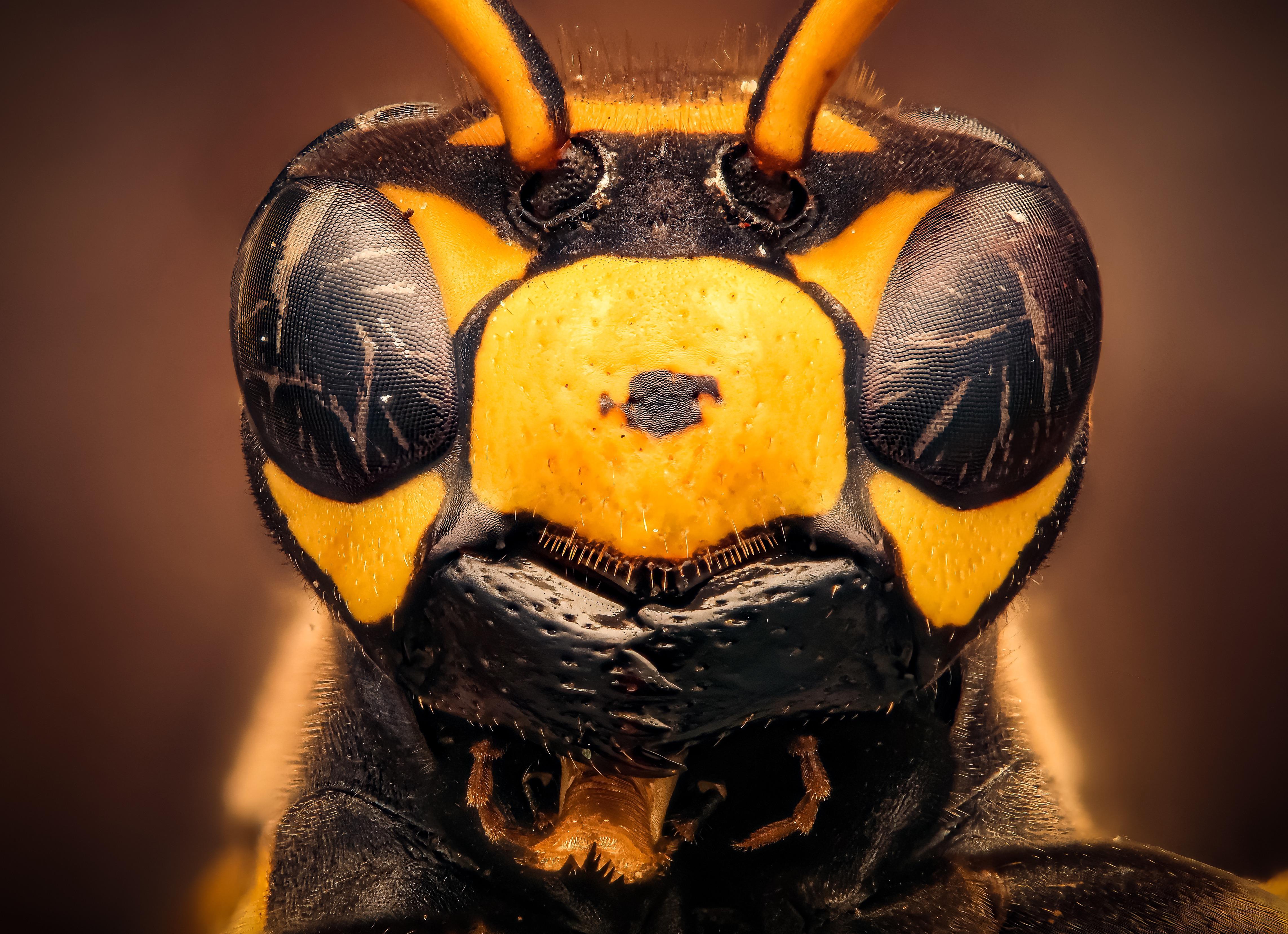 Paper wasp | Scrolller