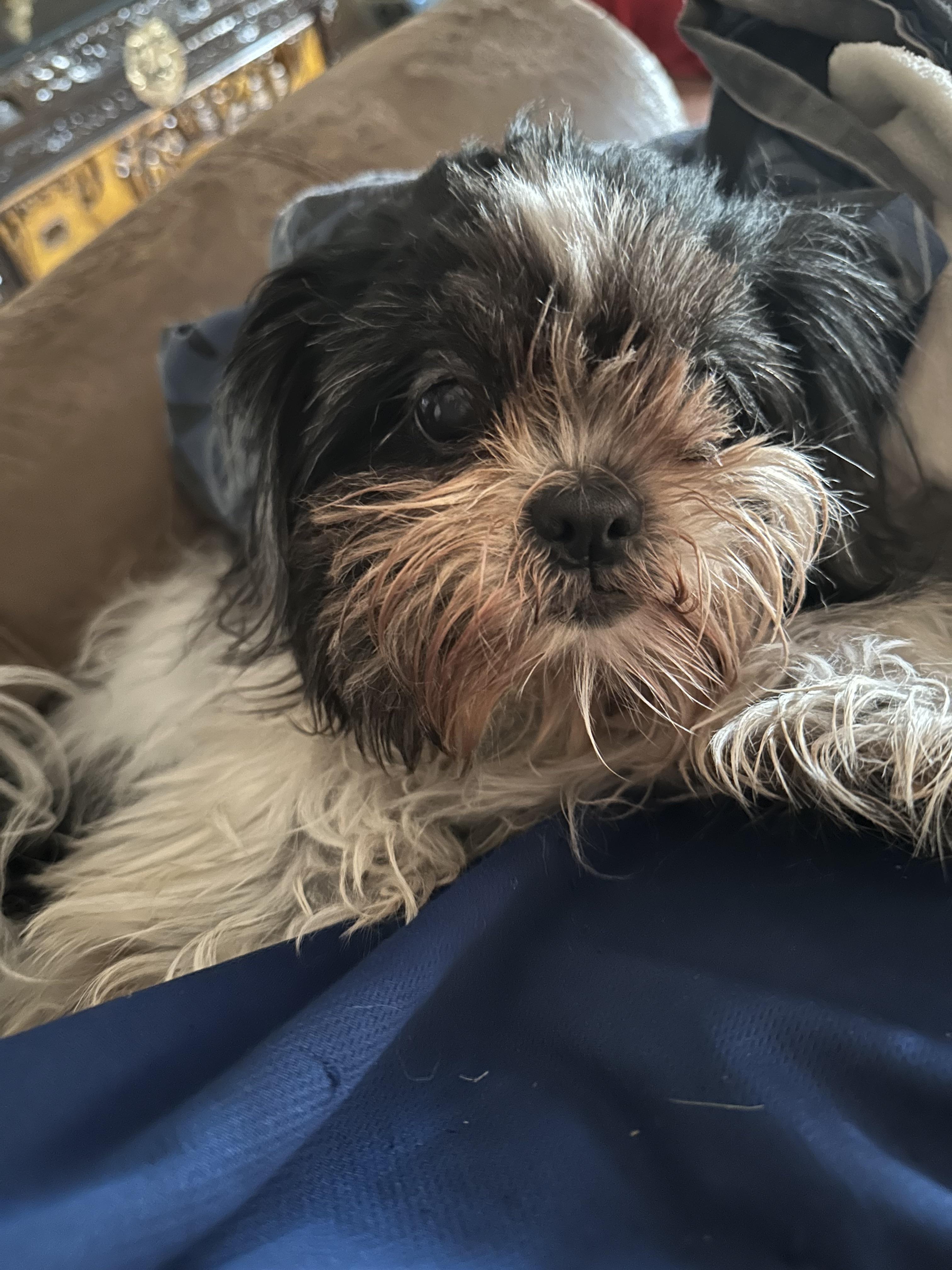 Just hanging out with my Shih Tzu. | Scrolller