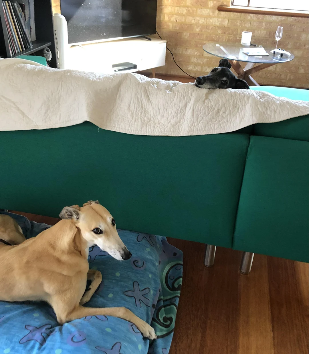 Discover more like Greyhounds: Double dork dawgs and Related Content | Scrolller