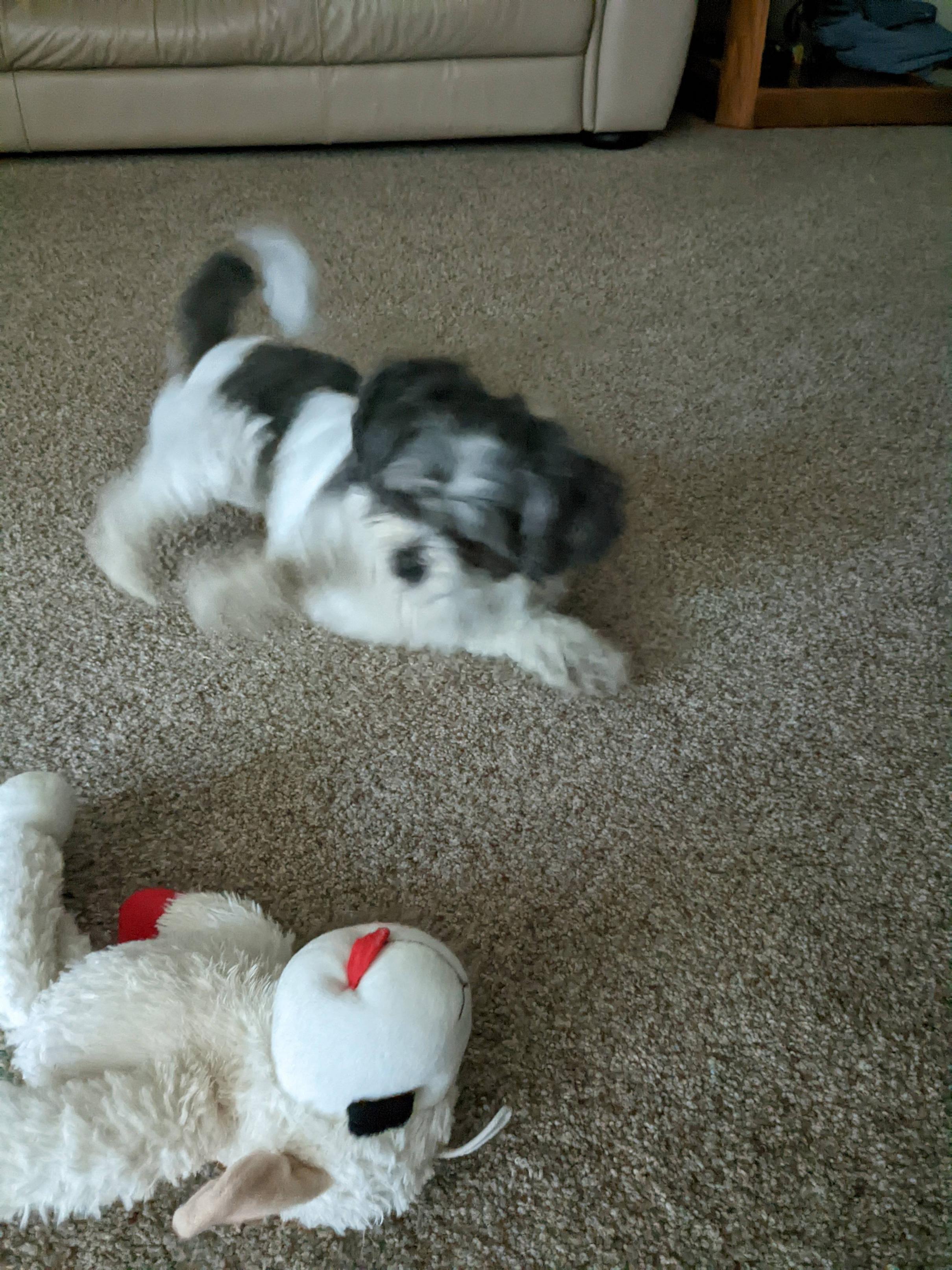 Playing with her lamb chop | Scrolller
