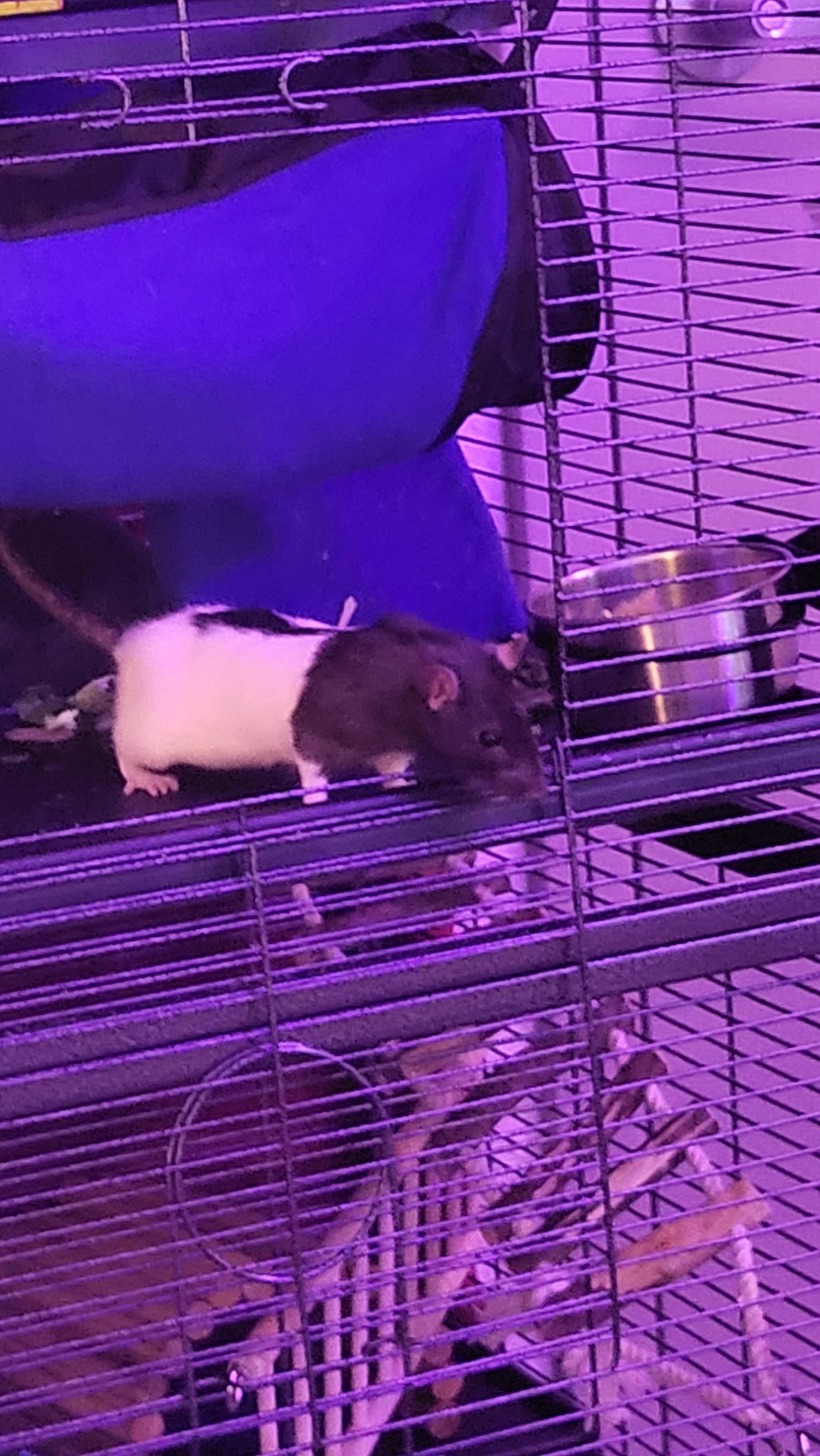 Contemplating rat | Scrolller