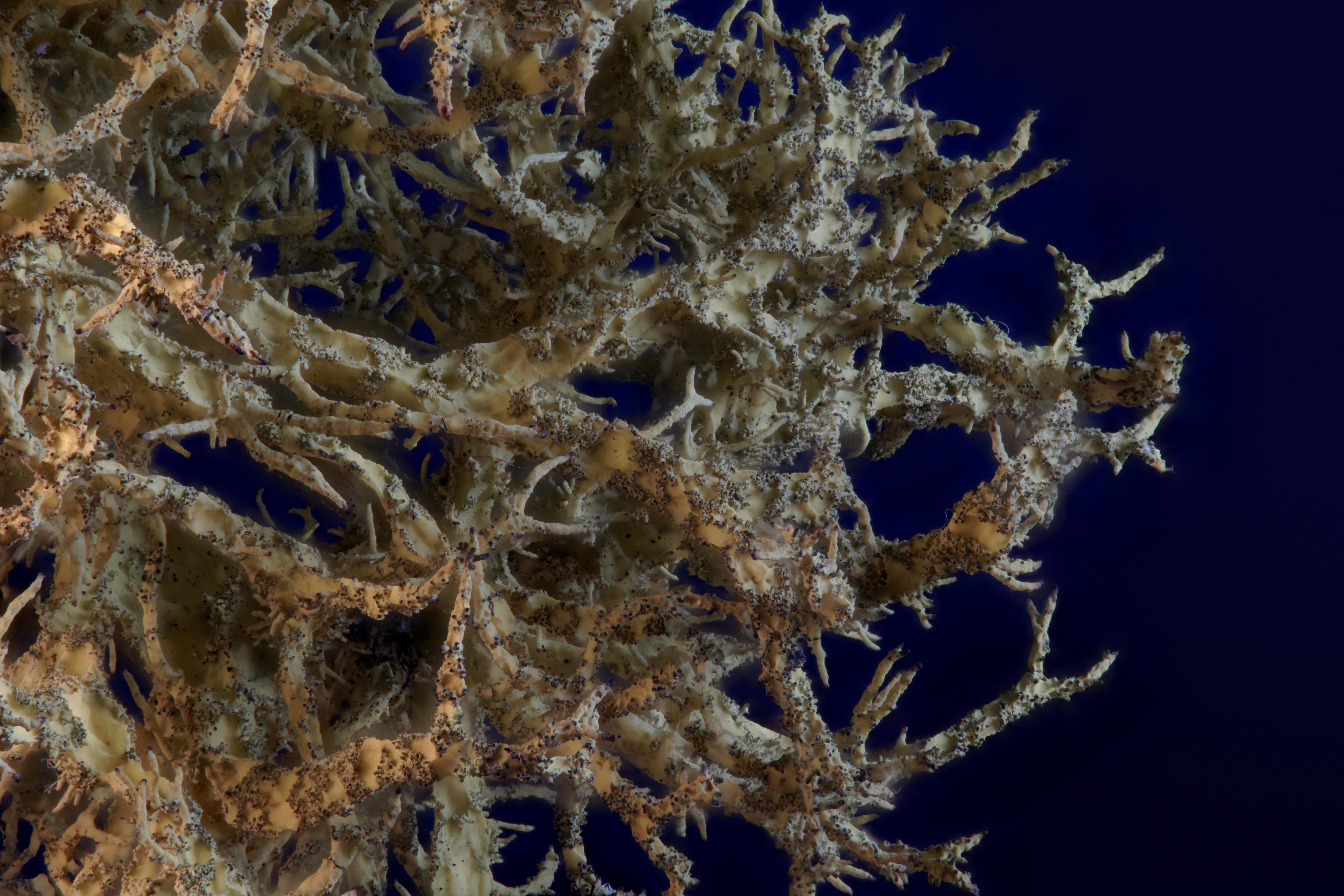 [OC] Letharia vulpina, Wolf lichen | Scrolller