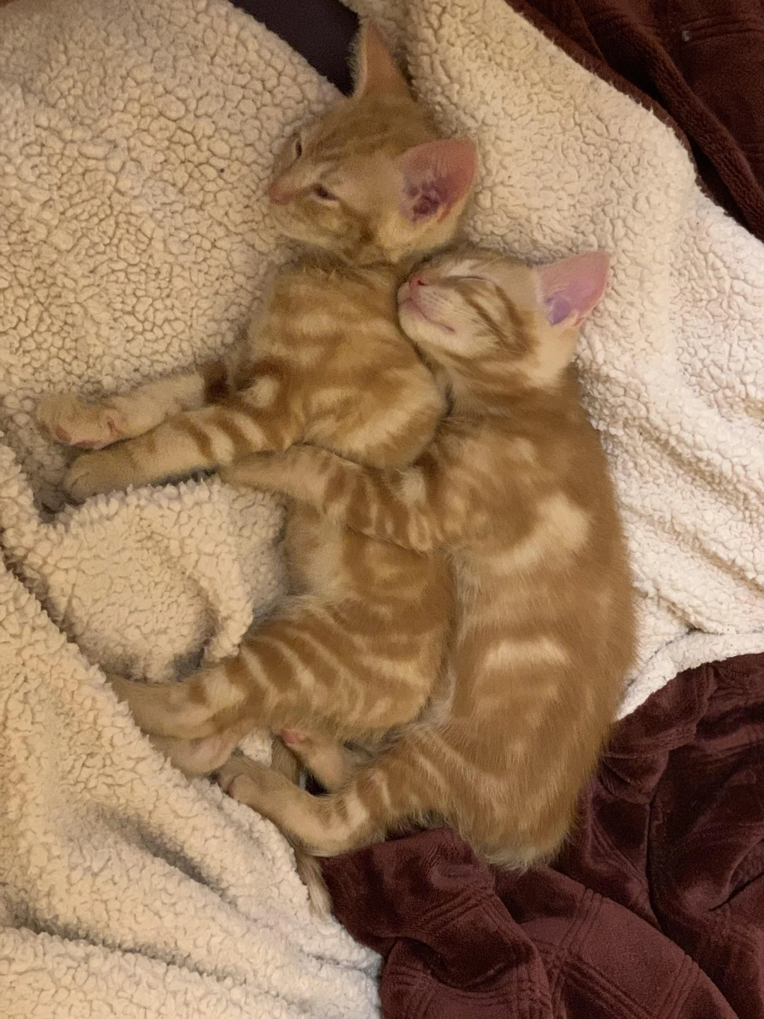 ginger kitty cuddle puddle | Scrolller
